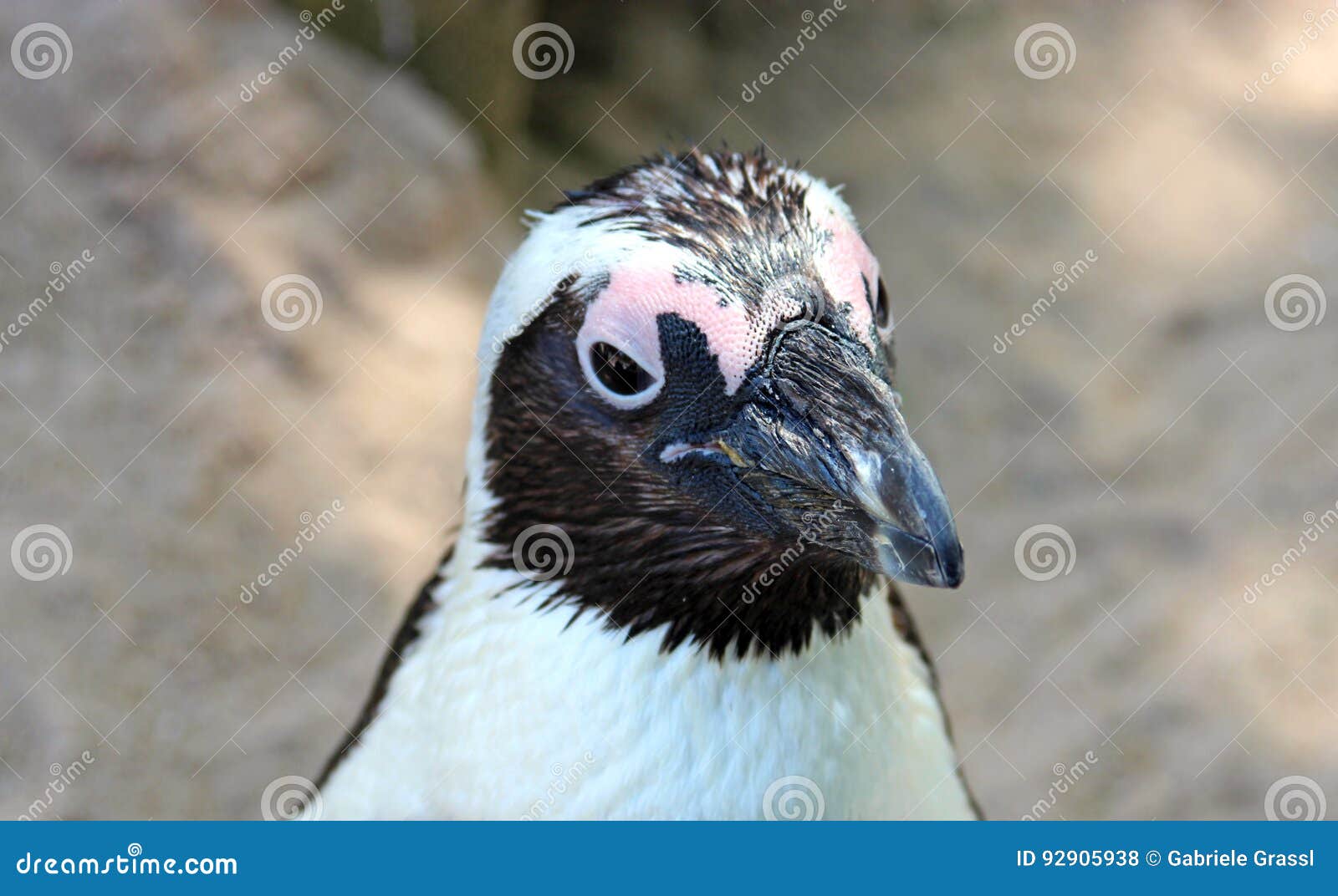 Penguin Looking Curious, Close-up Stock Photo - Image of bird ...