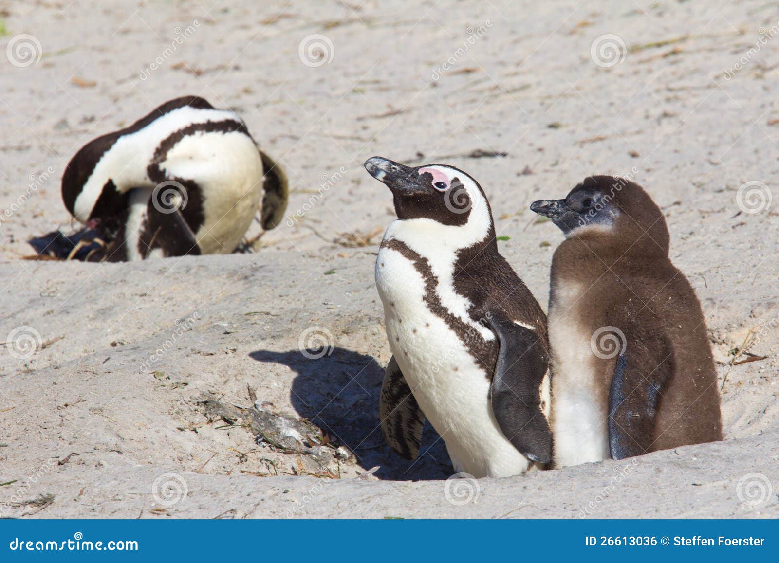 Penguin parent and chick stock photo. Image of nesting - 26613036