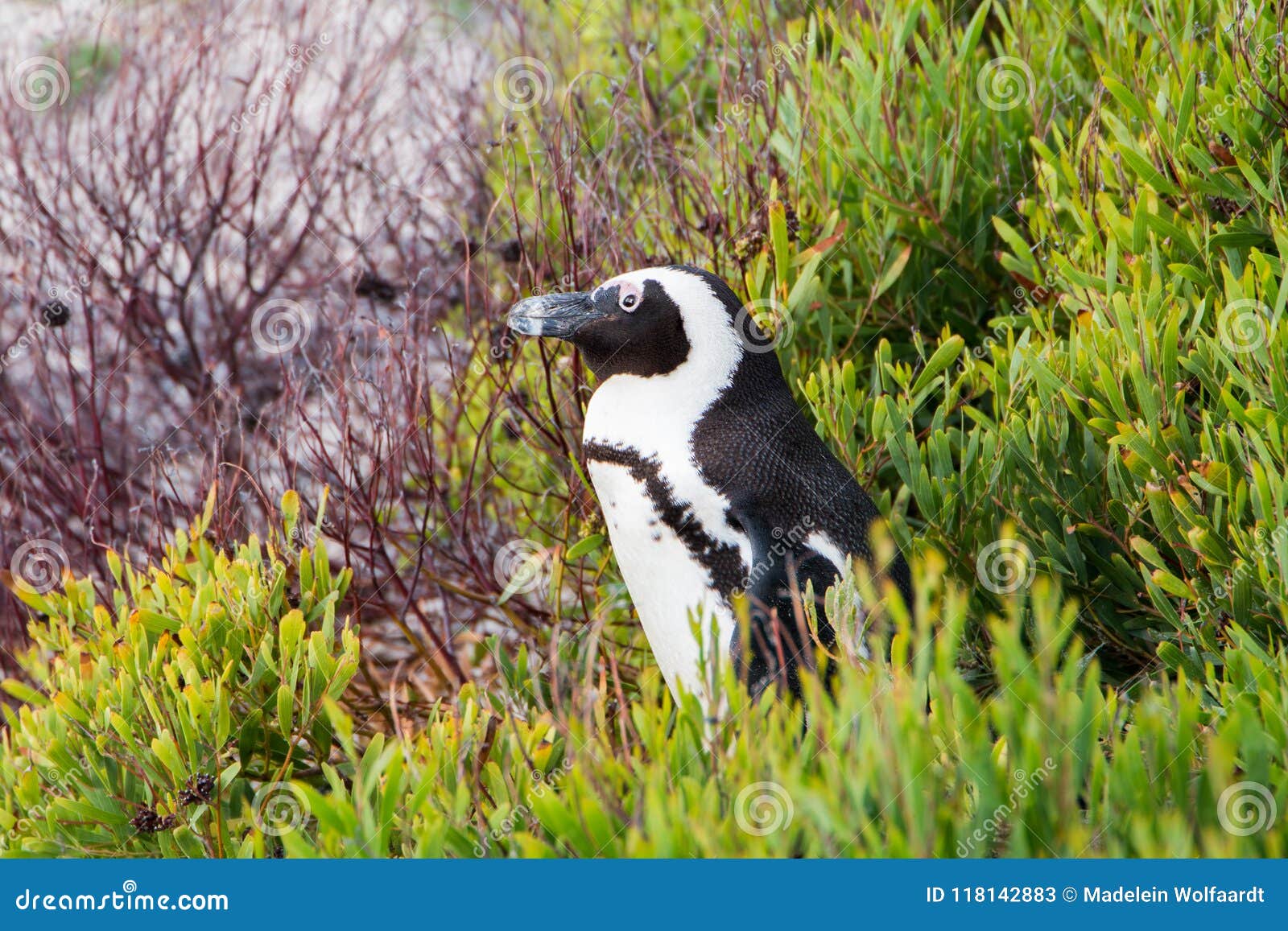 A Penguin Standing in the Bushes Stock Image - Image of wildlife ...
