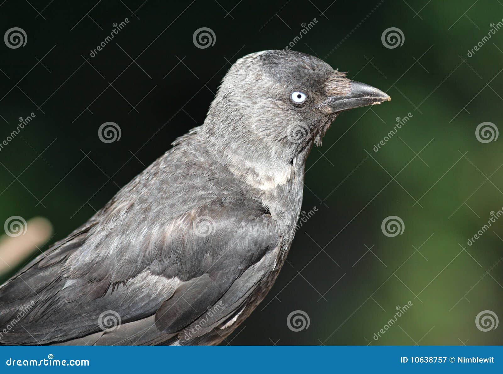 Jackdaw stock image. Image of animals, feather, horizontal - 10638757