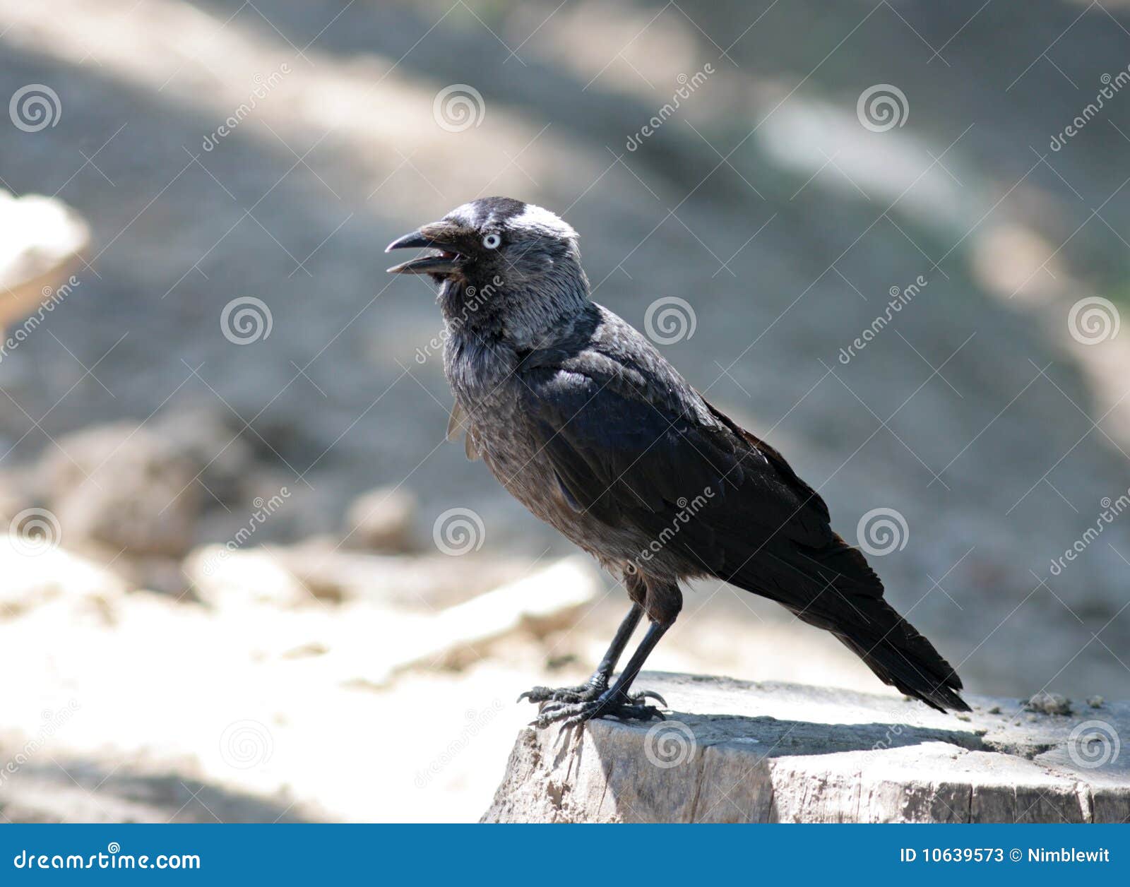 Jackdaw stock image. Image of light, gray, feather, foreground - 10639573