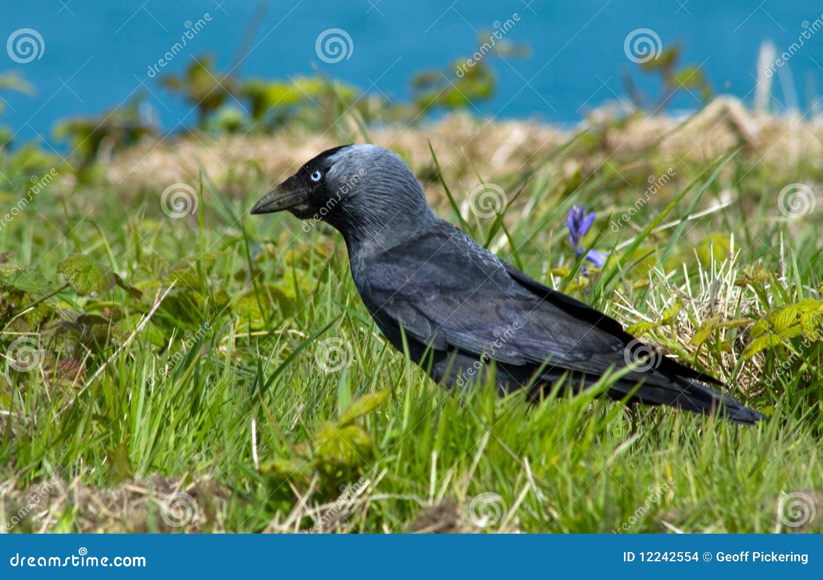 Jackdaw stock photo. Image of perched, jackdaw, feather - 12242554