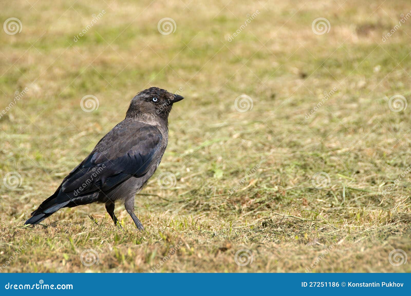 Jackdaw stock photo. Image of crow, feathers, sunlight - 27251186