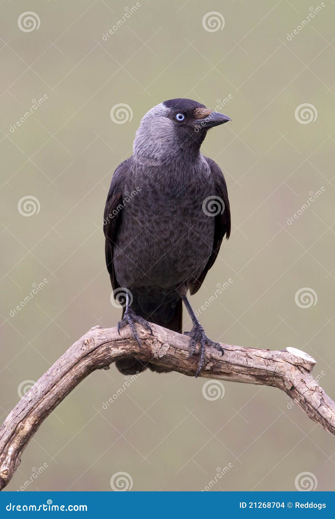 Jackdaw bird stock photo. Image of outdoors, summer, meadow - 21268704