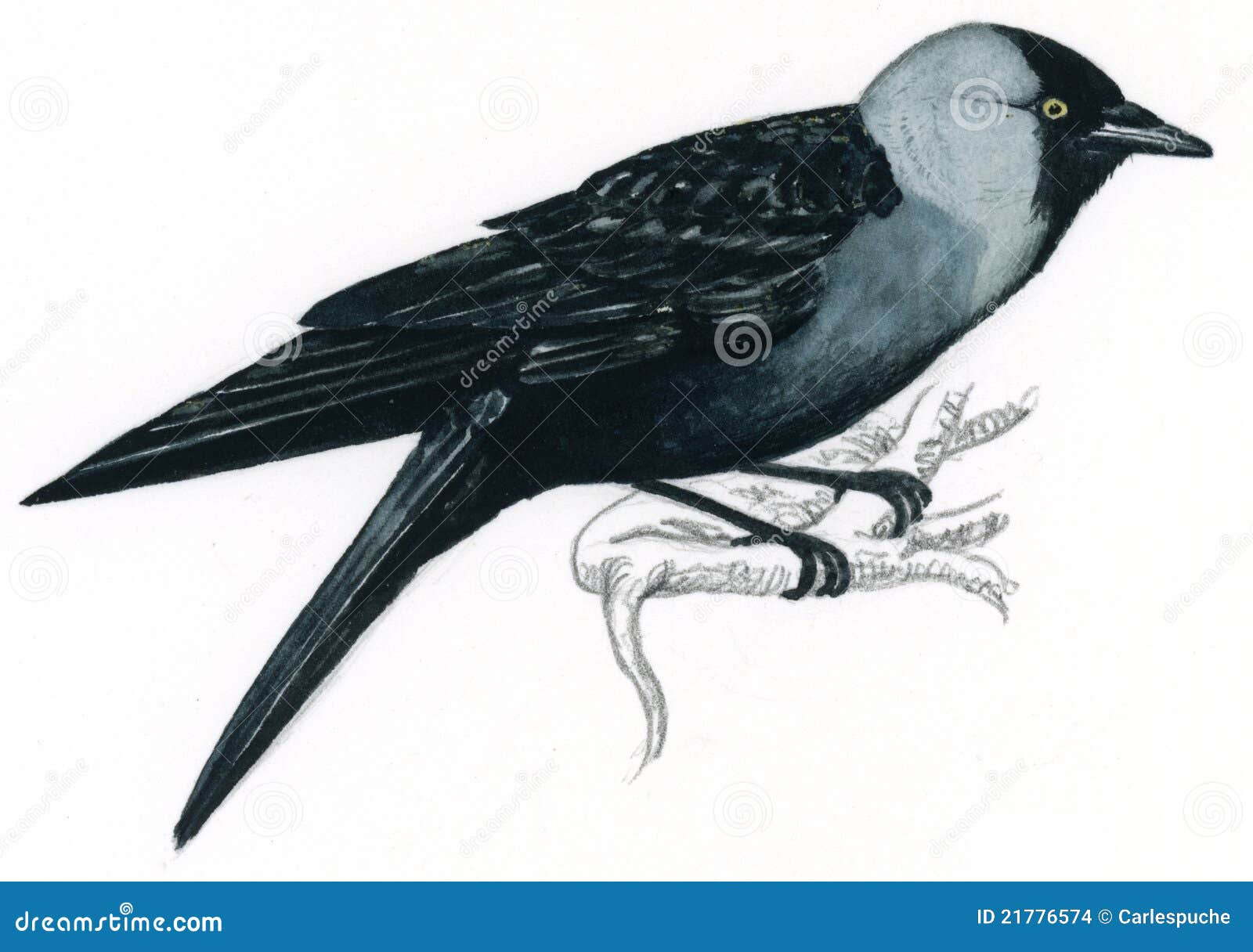Jackdaw Drawing