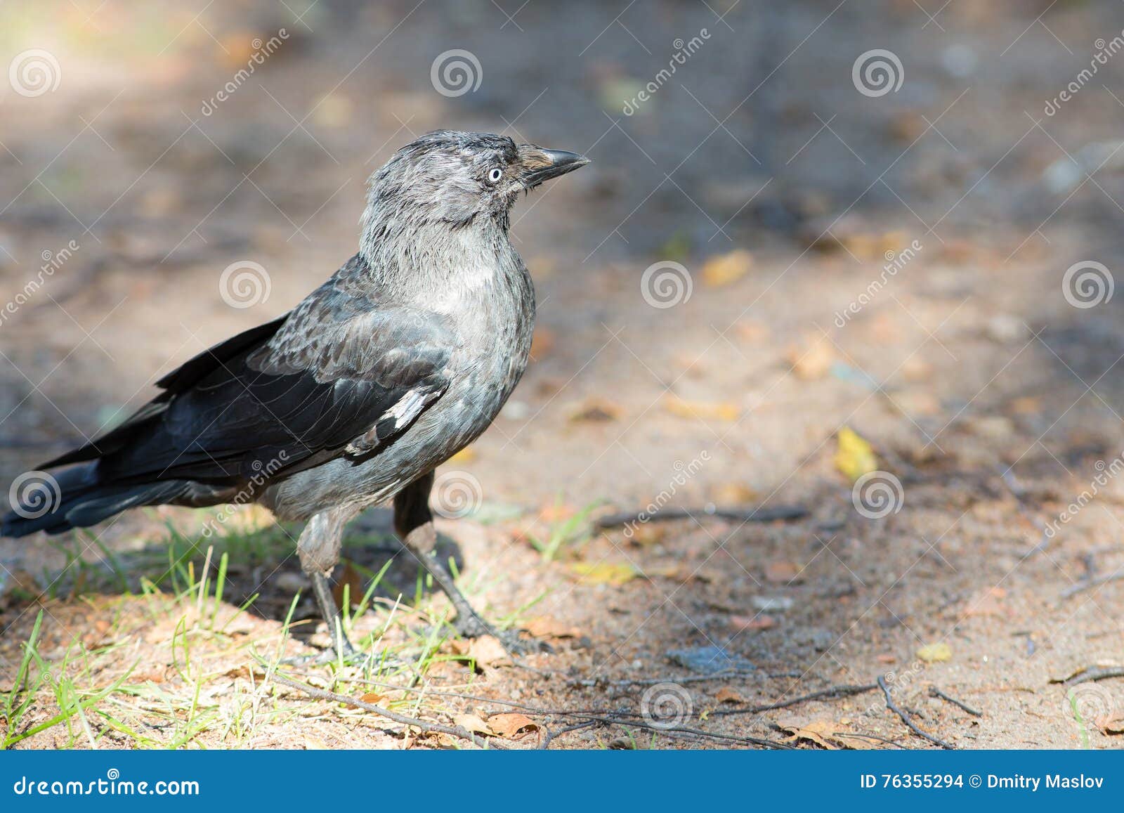 Jackdaw close up stock photo. Image of color, feather - 76355294