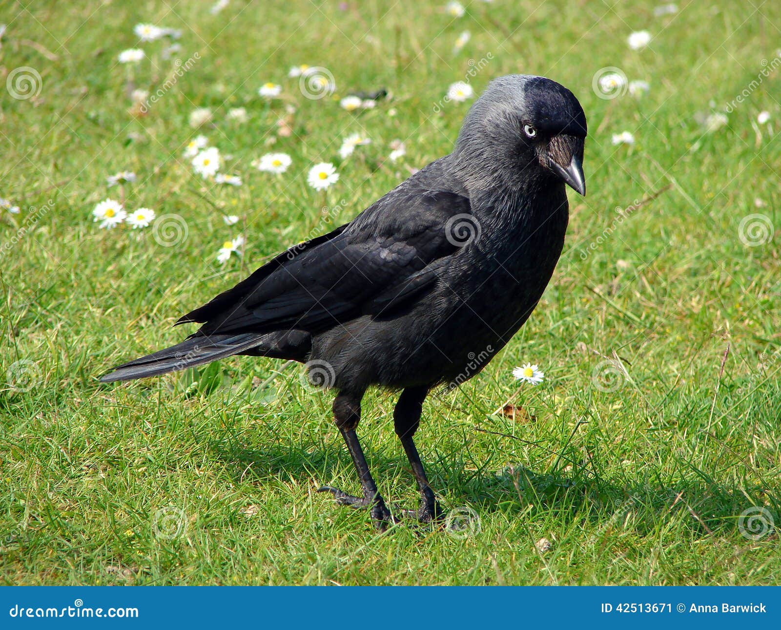 Jackdaw stock image. Image of field, jackdaw, black, wildlife - 42513671