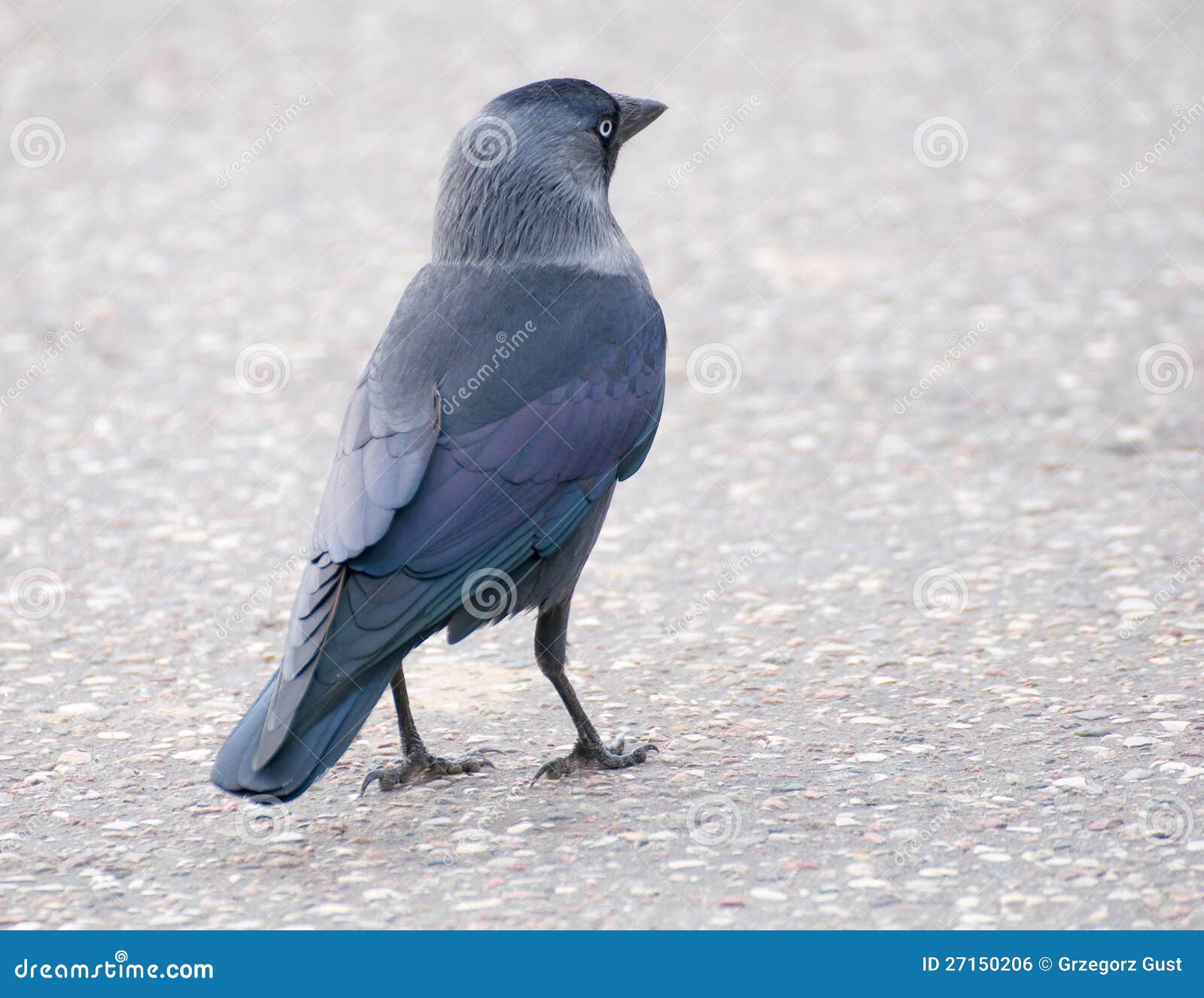 Jackdaw - Coloeus monedula stock photo. Image of coloeus - 27150206