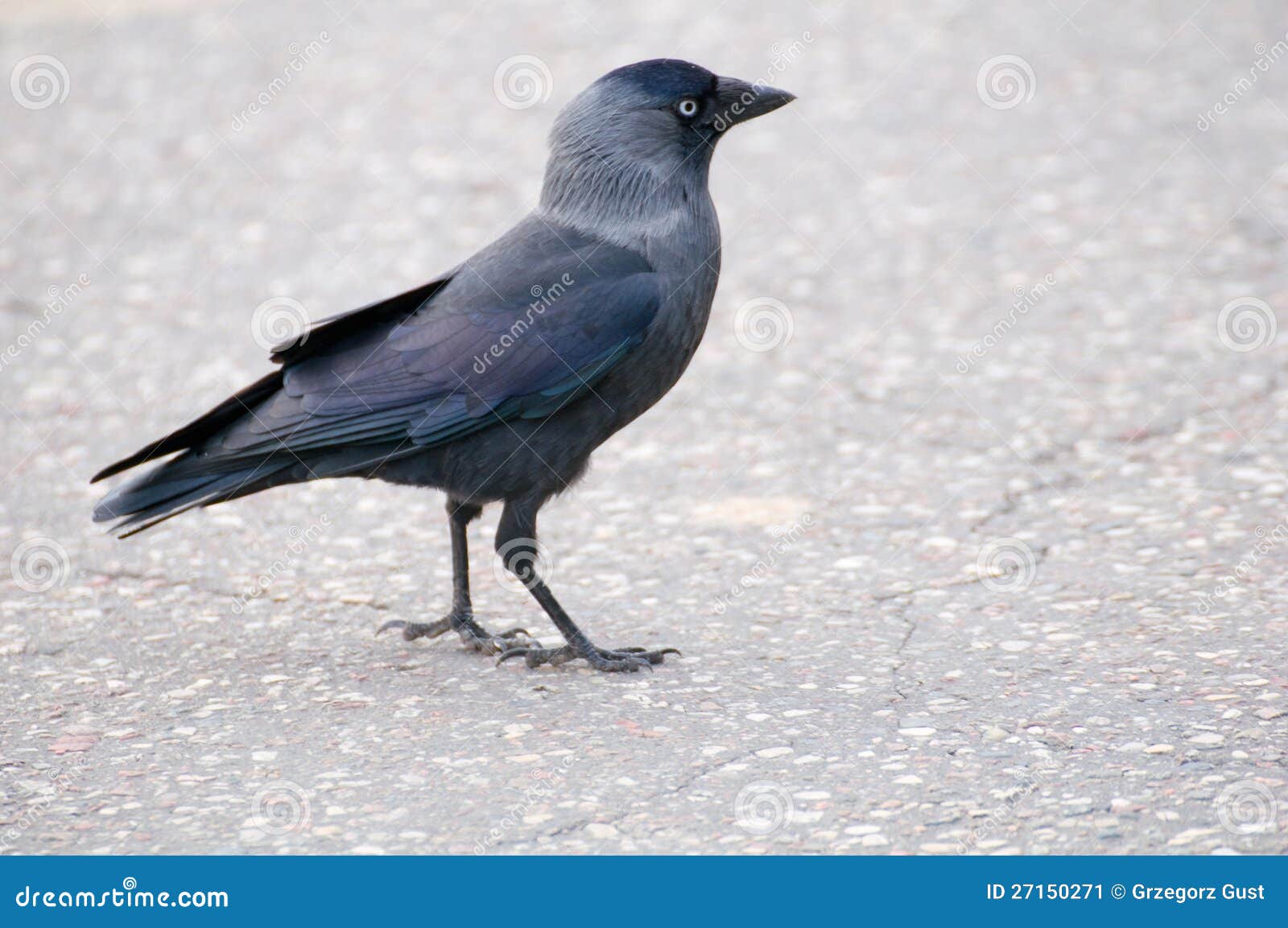 Jackdaw - Coloeus monedula stock image. Image of wildlife - 27150271