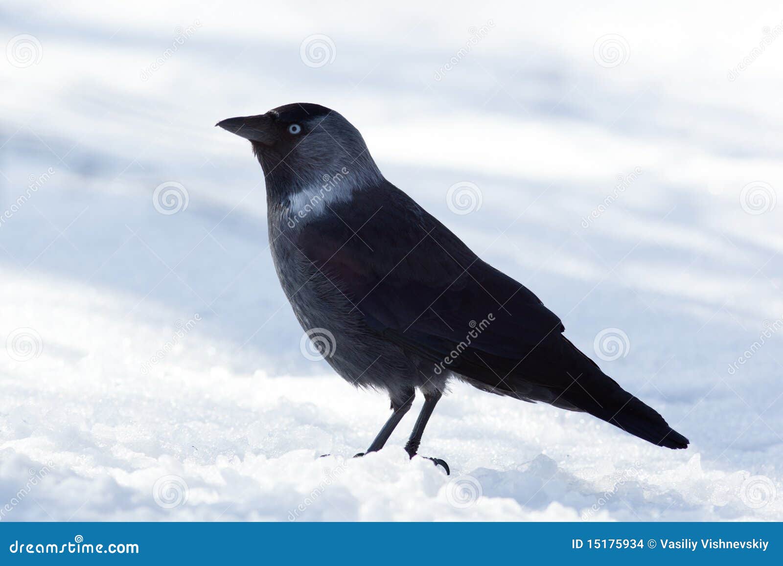 Jackdaw (Corvus monedula) stock photo. Image of snow - 15175934
