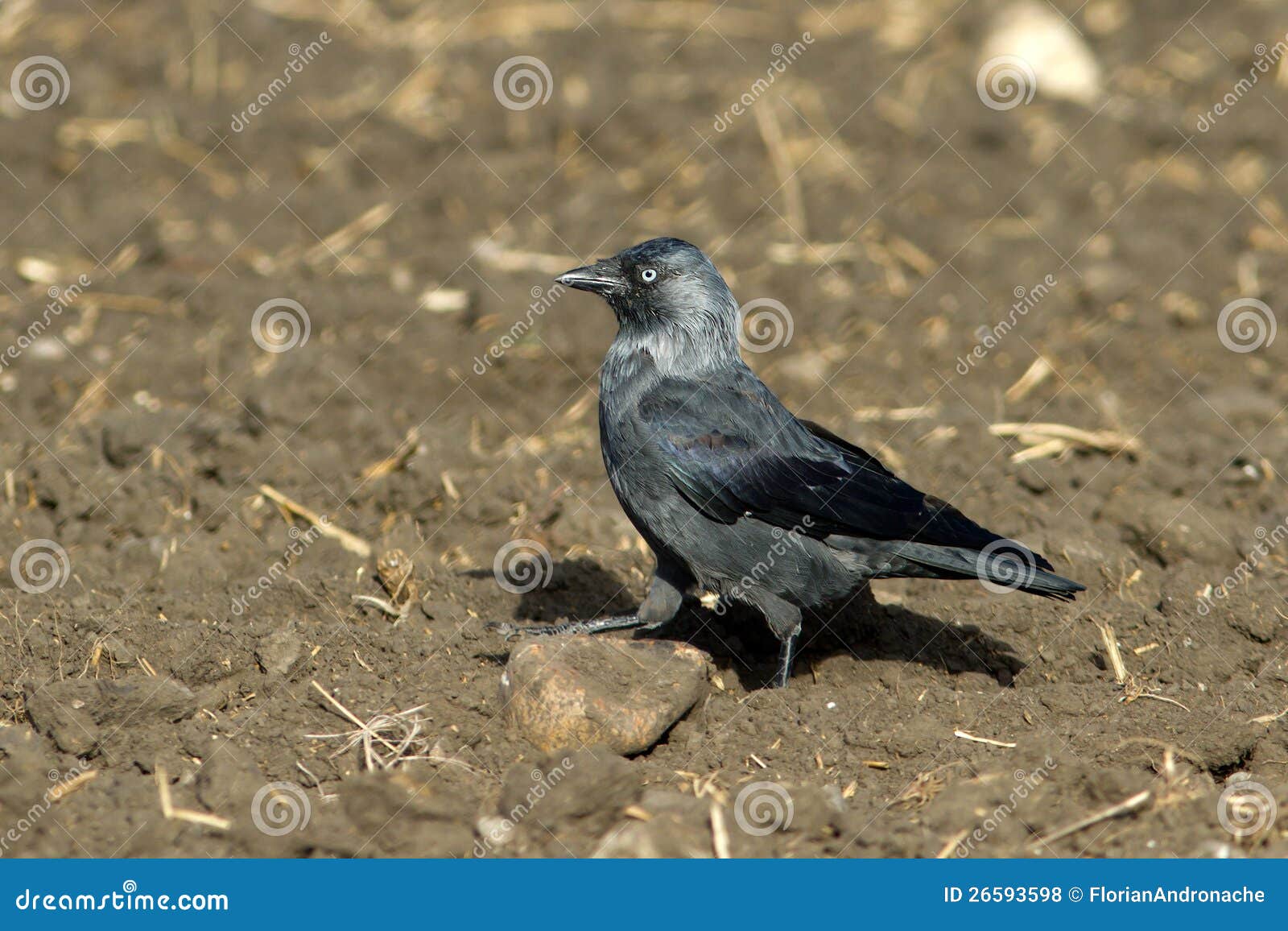 Jackdaw / Corvus monedula stock photo. Image of bird - 26593598