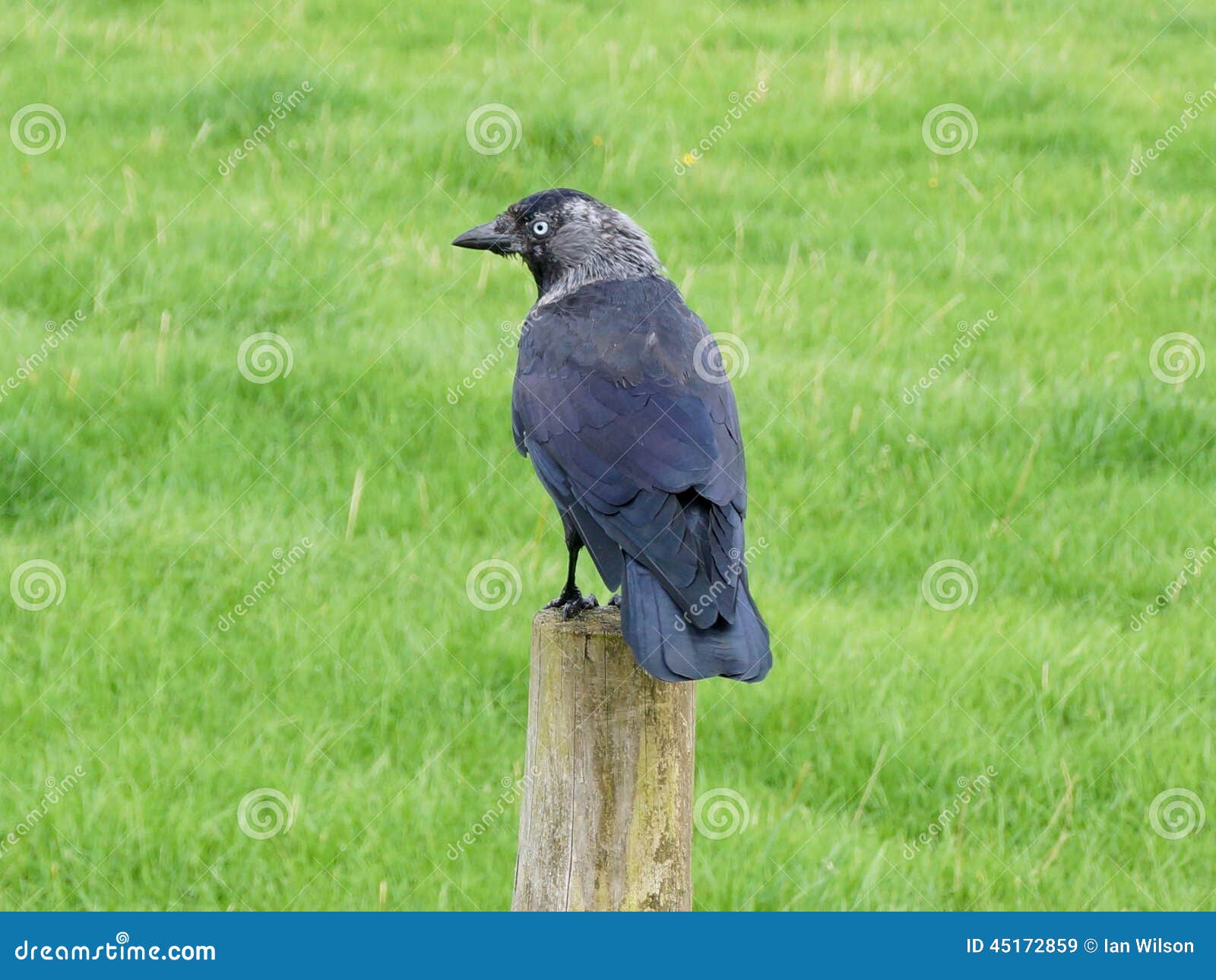 Jackdaw (Corvus monedula) stock image. Image of fence - 45172859
