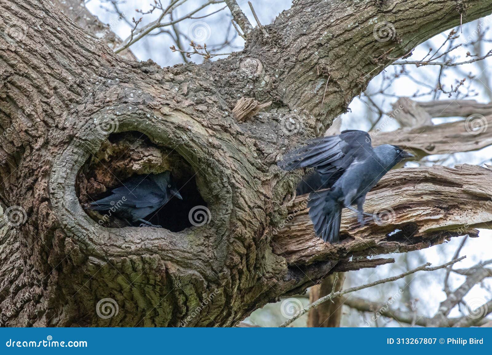 Jackdaw, Corvus Monedula, Flying from Its Nest in an Oak Tree Stock ...