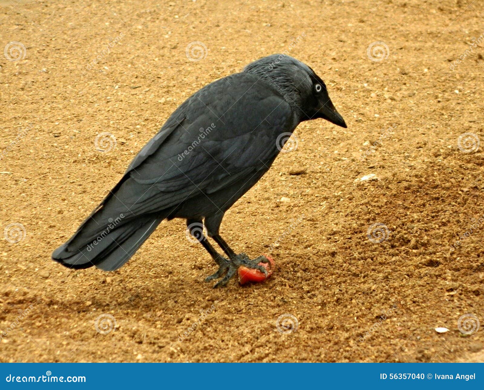 Jackdaw (Corvus Monedula) with Food Stock Photo - Image of corvus ...