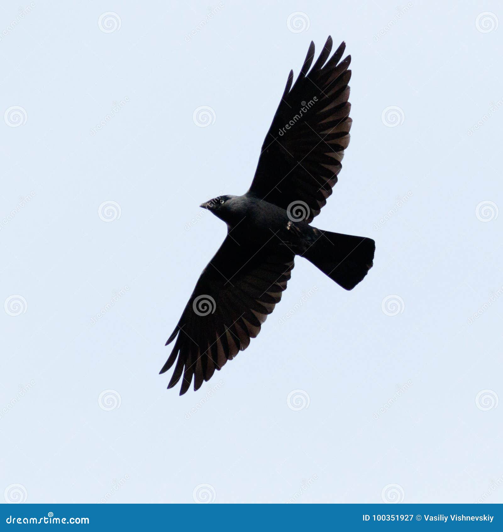 Jackdaw Corvus monedula. stock image. Image of flicker - 100351927
