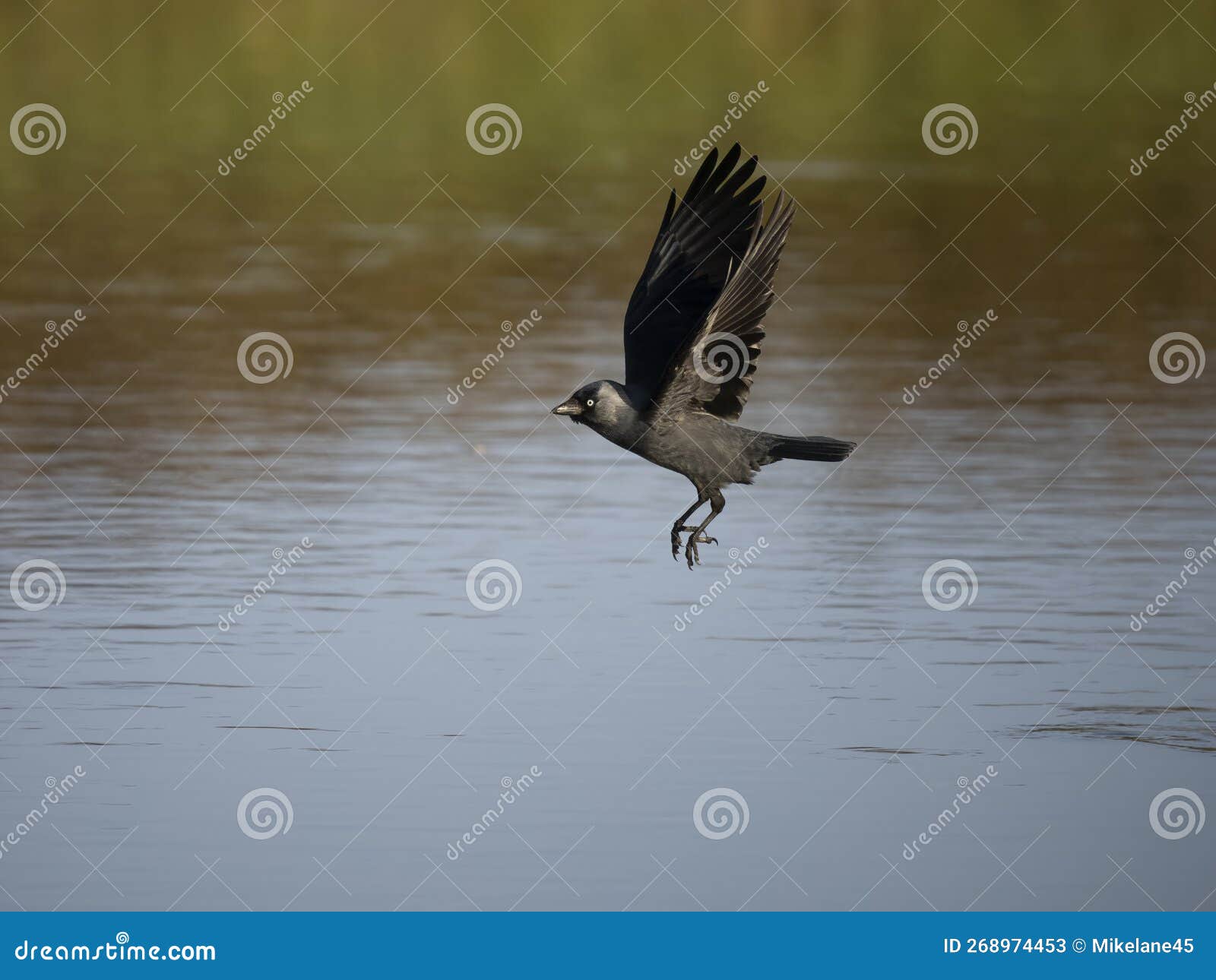 Jackdaw, Corvus monedula stock image. Image of february - 268974453