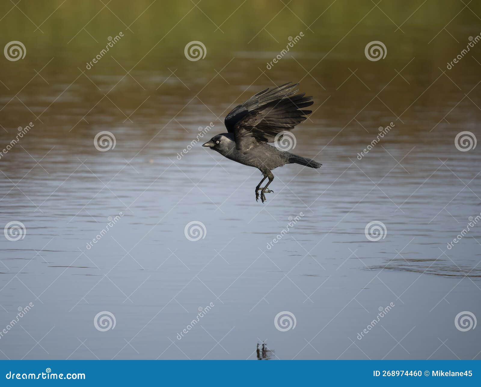 Jackdaw, Corvus monedula stock photo. Image of nature - 268974460