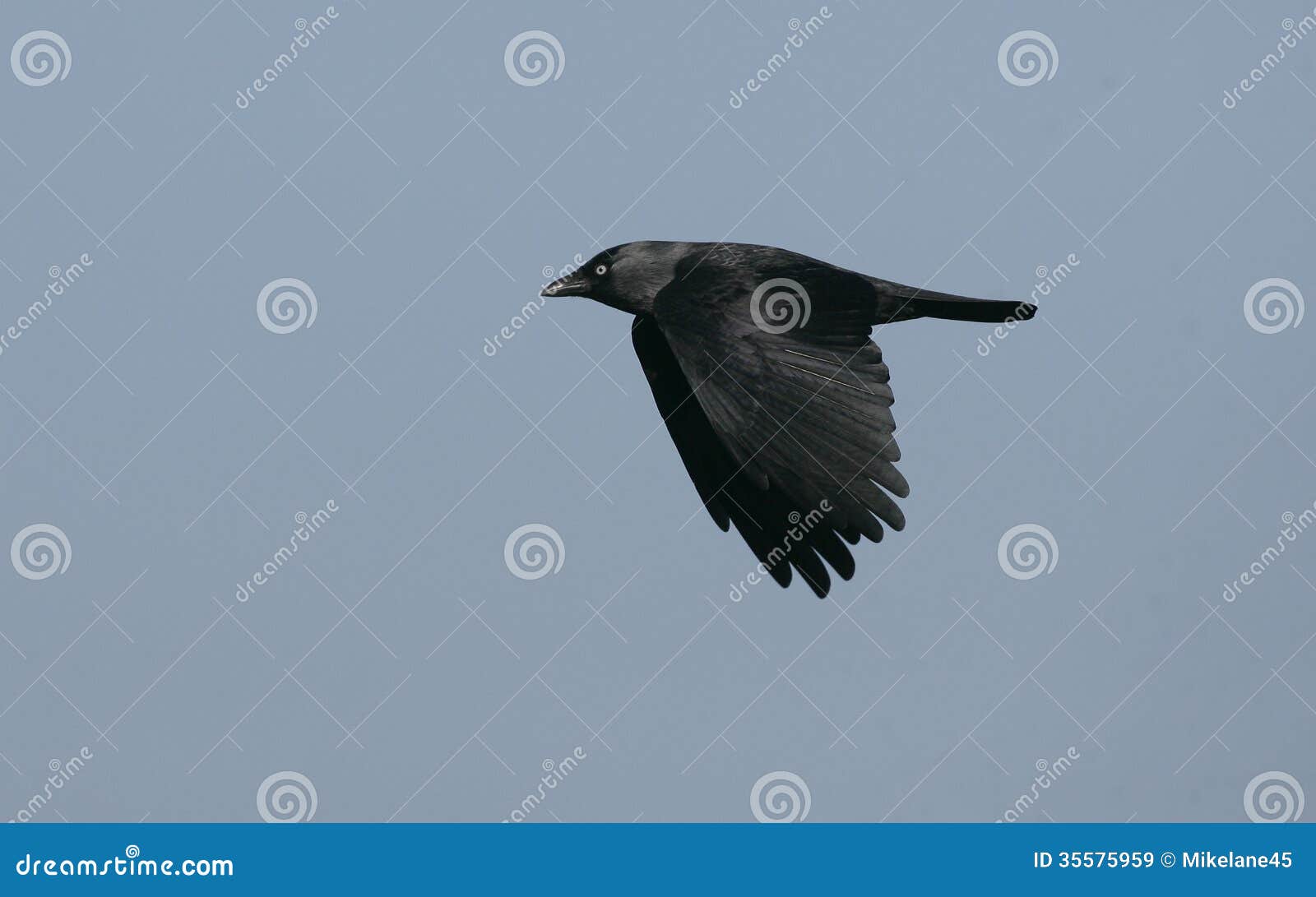 Jackdaw, Corvus monedula stock image. Image of animal - 35575959