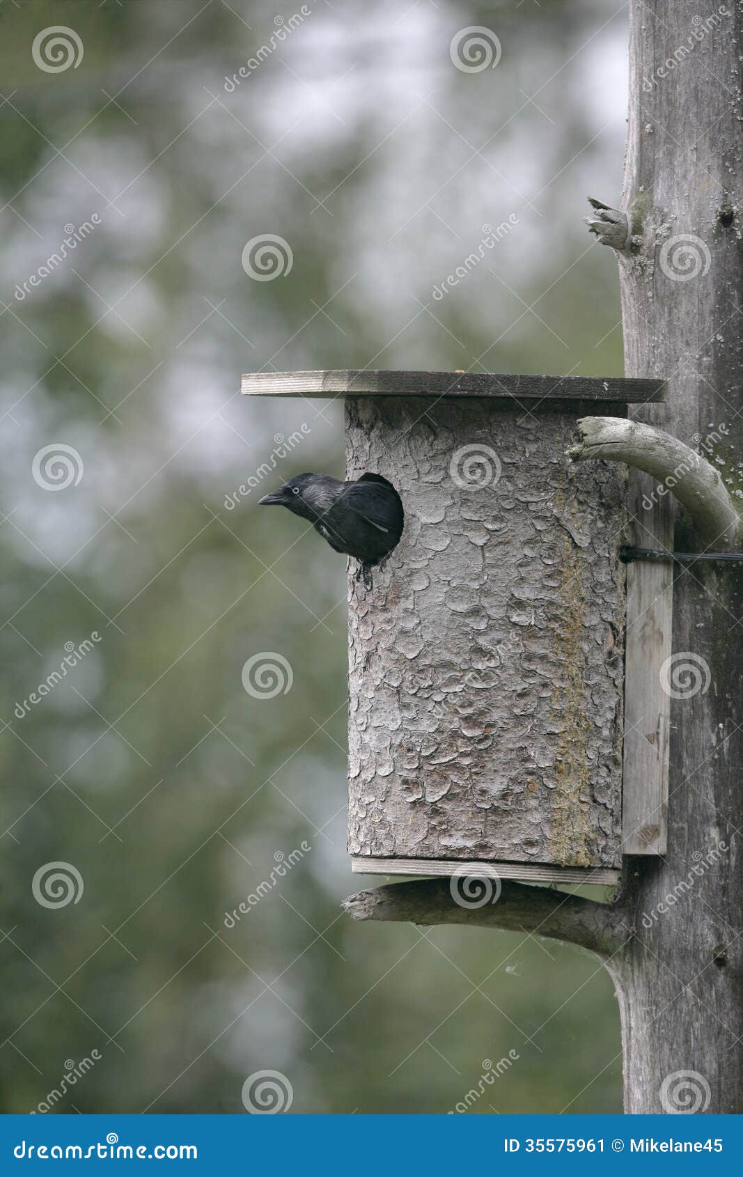 Jackdaw, Corvus monedula stock image. Image of bird, nature - 35575961