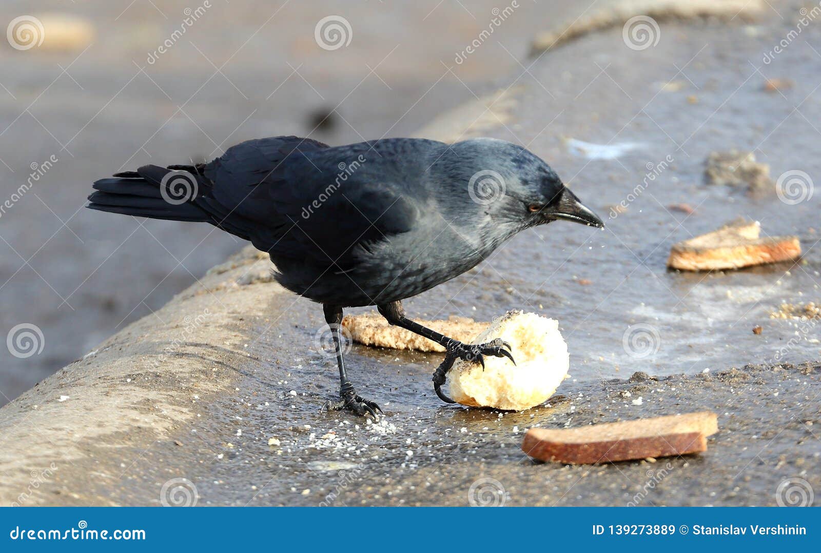 Jackdaw Eating Bread on the Pavement Stock Image - Image of jackdaw ...