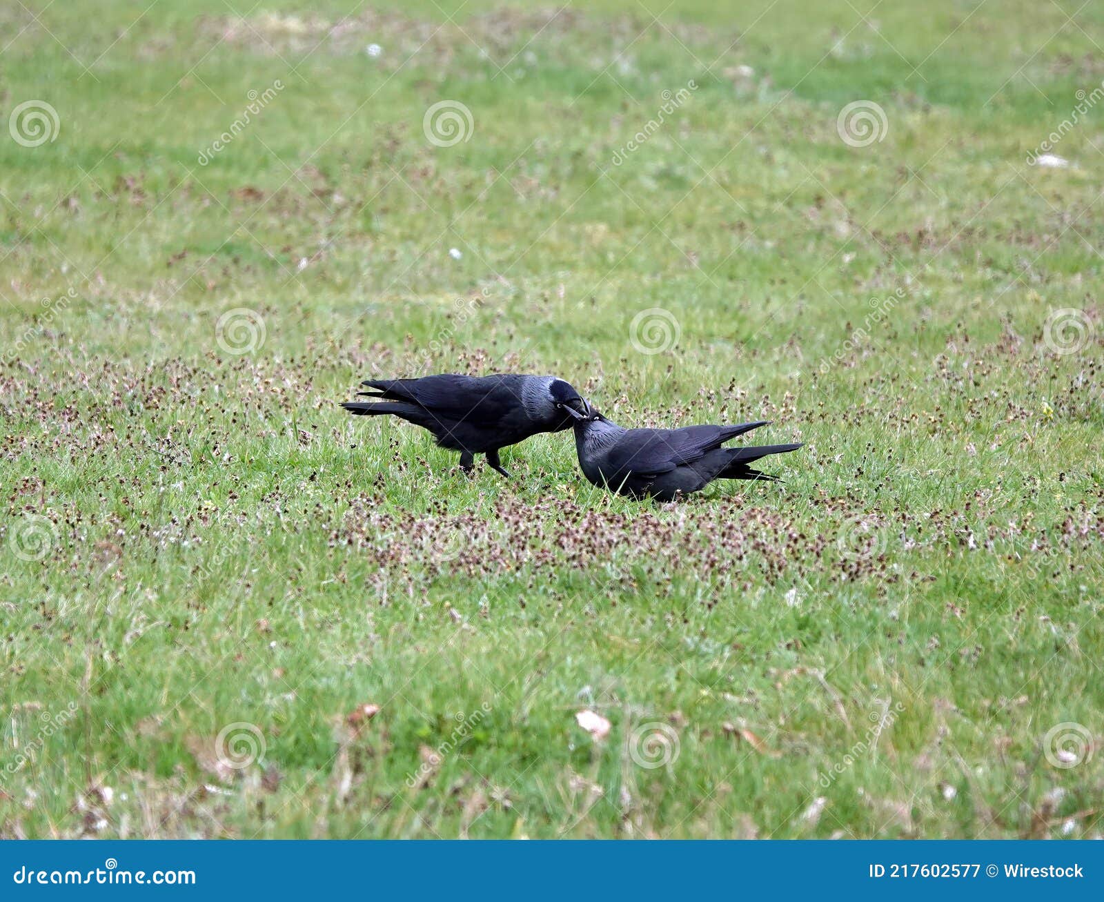 Jackdaw Feeding Its Youngling on a Sunny Field of Grass Stock Image ...