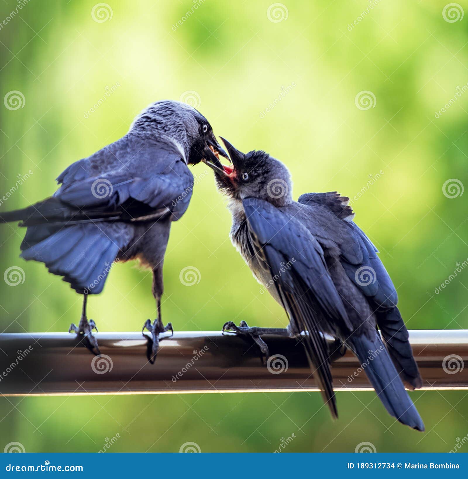 Jackdaw feeds his chick stock photo. Image of feather - 189312734
