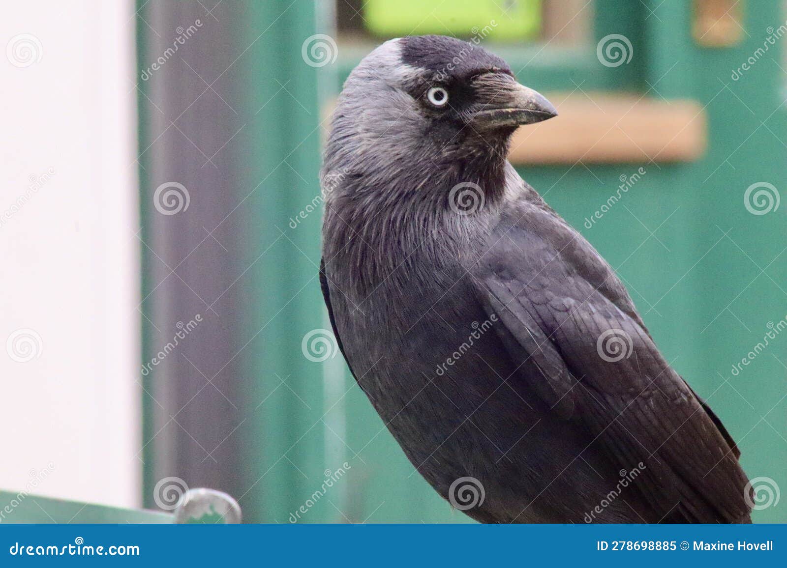 Jackdaw Looking Over Its Shoulder Stock Image - Image of side, sparrow ...