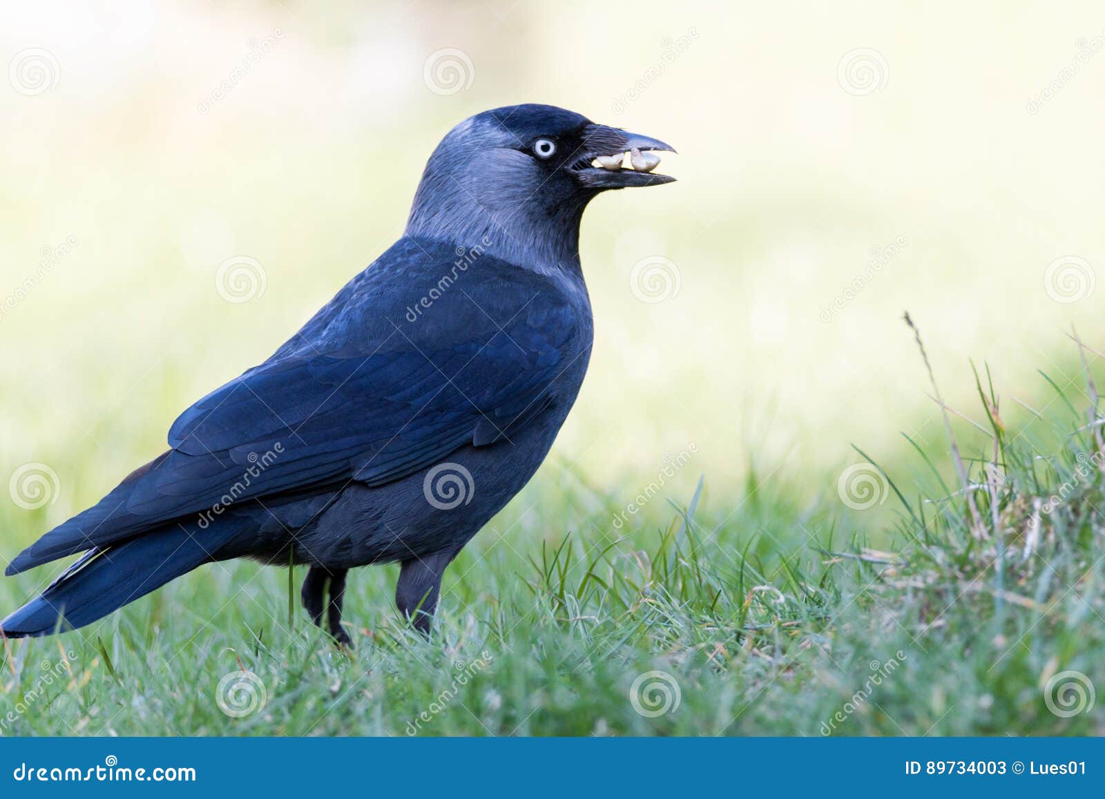 Jackdaw stock image. Image of family, beak, portrait - 89734003