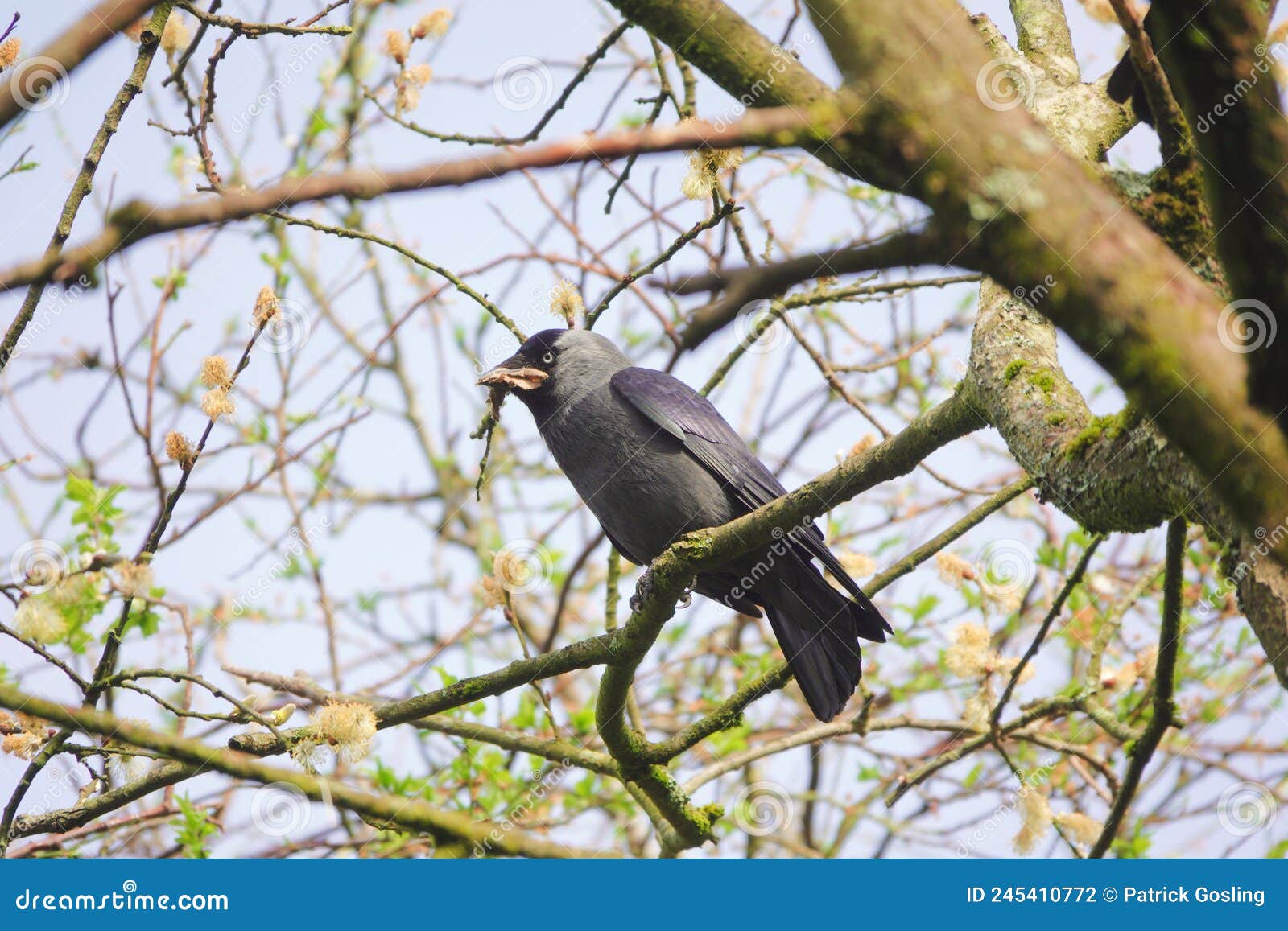 Jackdaw with Nesting Material. Stock Photo - Image of bird, corvus ...