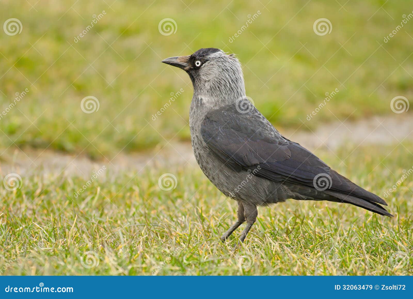 Jackdaw stock image. Image of grass, bill, jackdaw, bird - 32063479