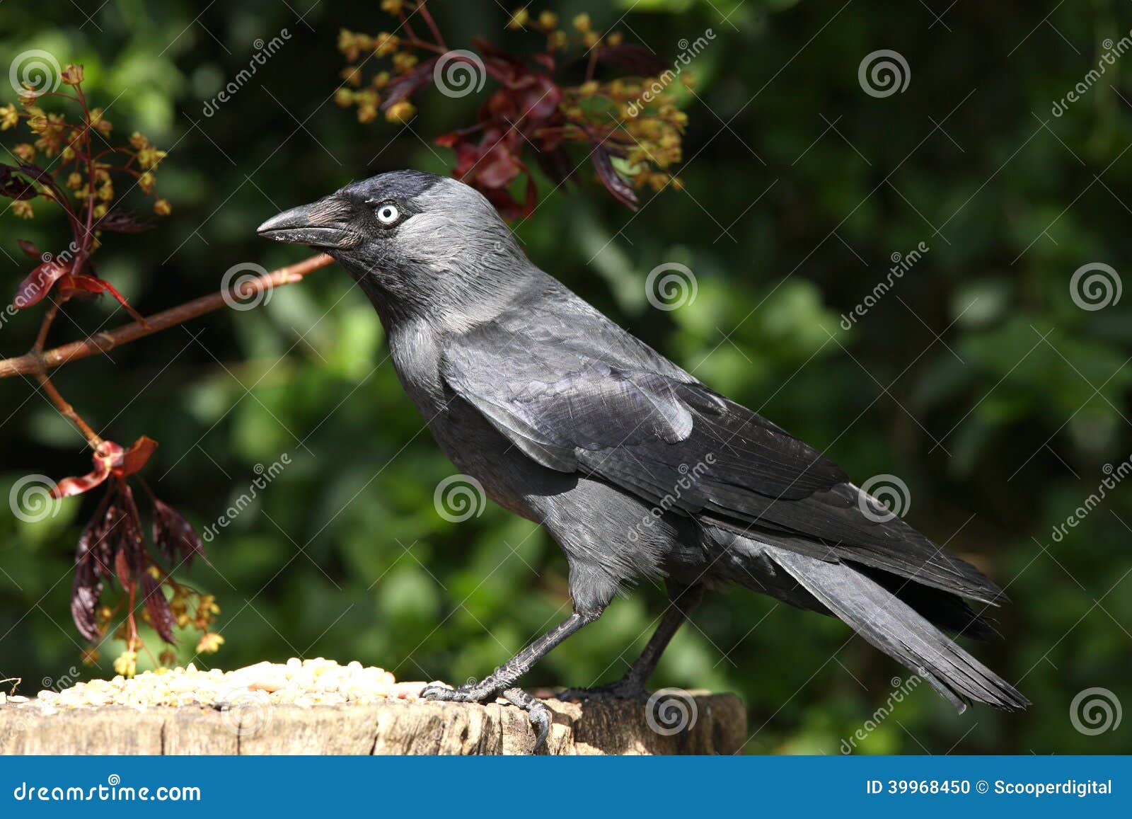 Jackdaw stock photo. Image of close, wild, blue, bird - 39968450