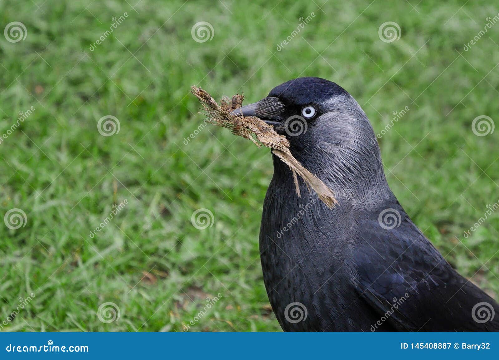 Jackdaw Portrait, Holding Nesting Material in Beak Stock Image - Image ...