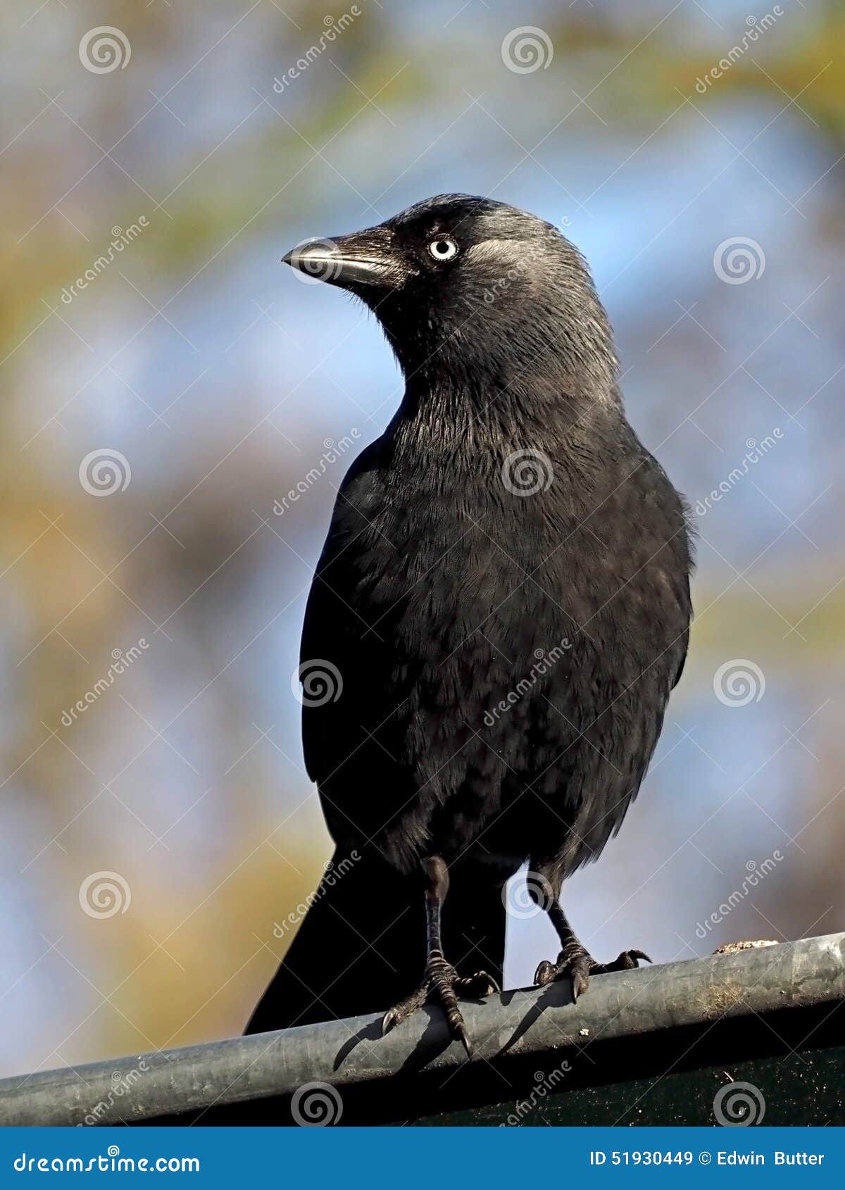 Jackdaw stock image. Image of wildlife, raven, natural - 51930449