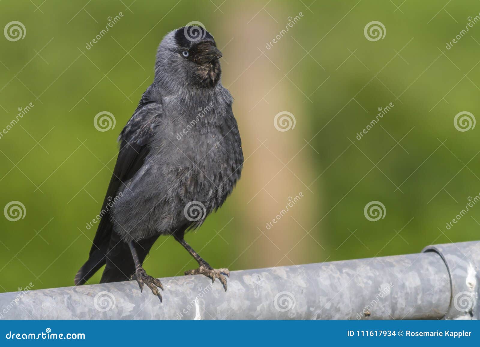 Jackdaw Corvus monedula stock photo. Image of bird, feather - 111617934