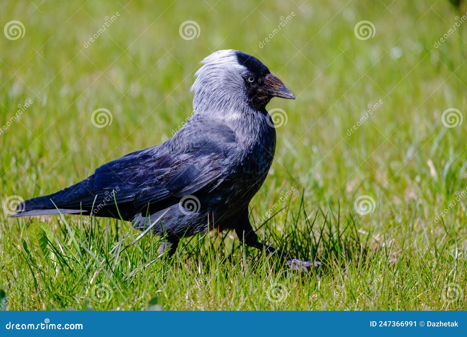 Jackdaw. a Serious Bird Walks on the Grass Stock Image - Image of close ...
