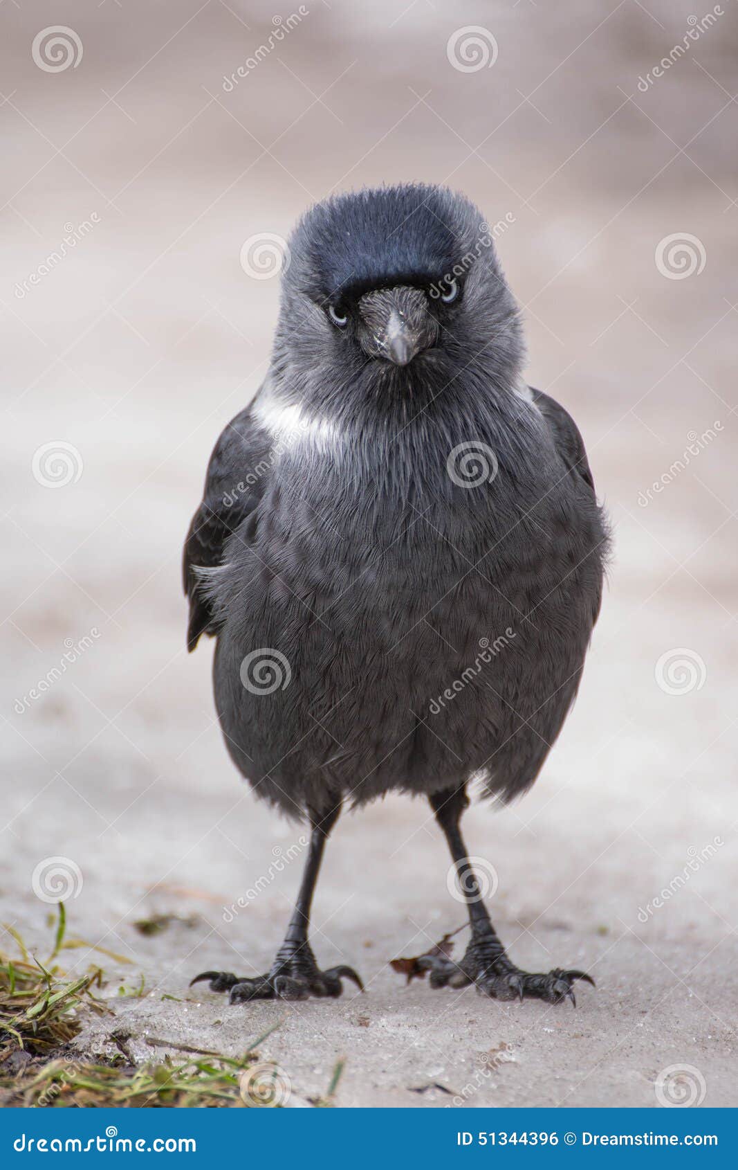 Jackdaw stock photo. Image of looks, animal, monedula - 51344396