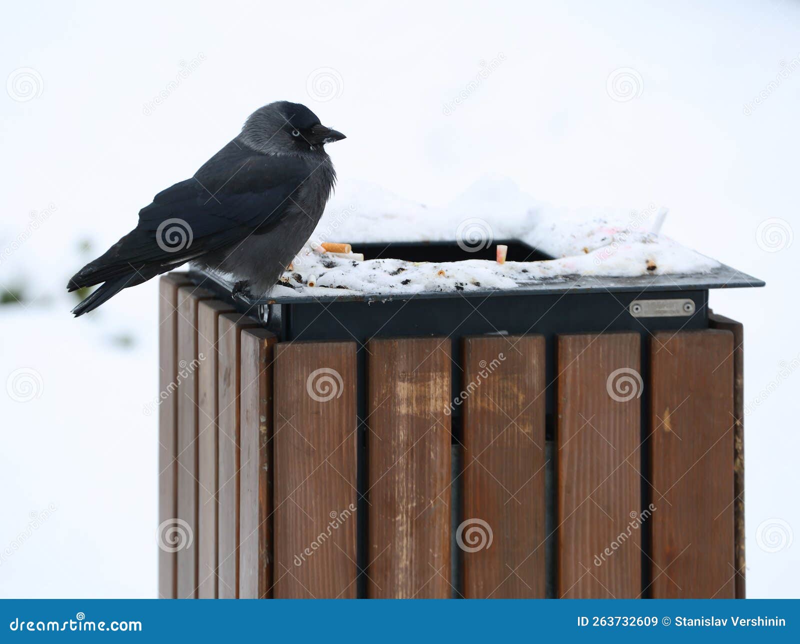 Jackdaw is Sitting on the Edge of a Trash Bin Stock Image - Image of ...