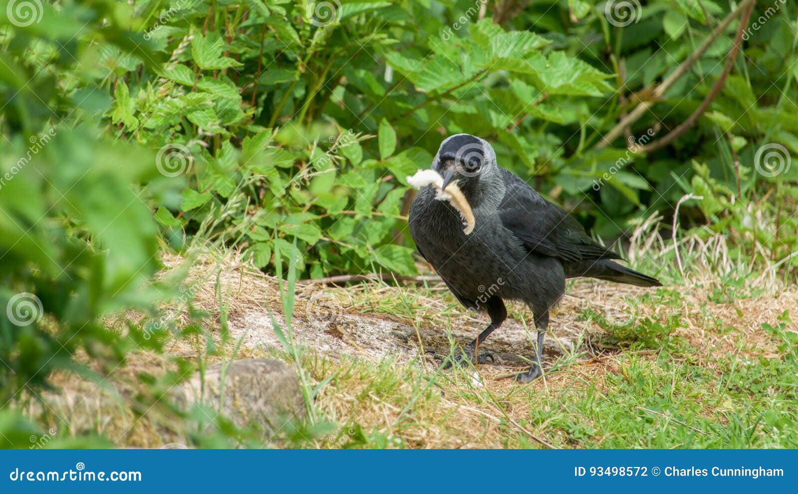 Jackdaw Standing with Food in Beak Stock Photo - Image of jackdaw ...