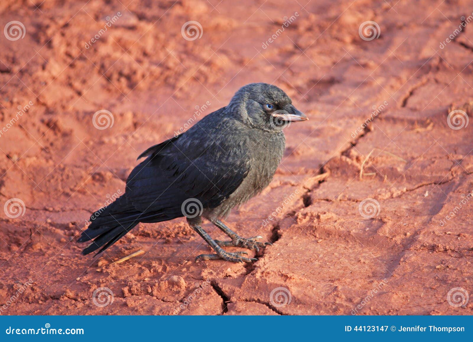 Jackdaw stock image. Image of feather, jackdaw, earth - 44123147