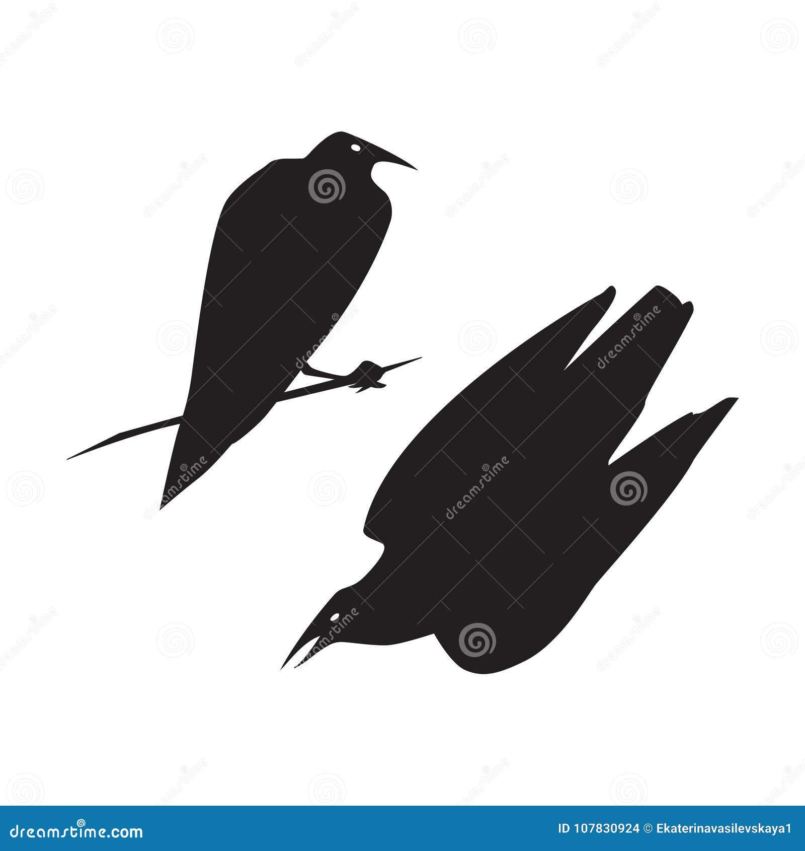 Black Jackdaw With Blue Eyes Isolated On A White Background. City Birds ...