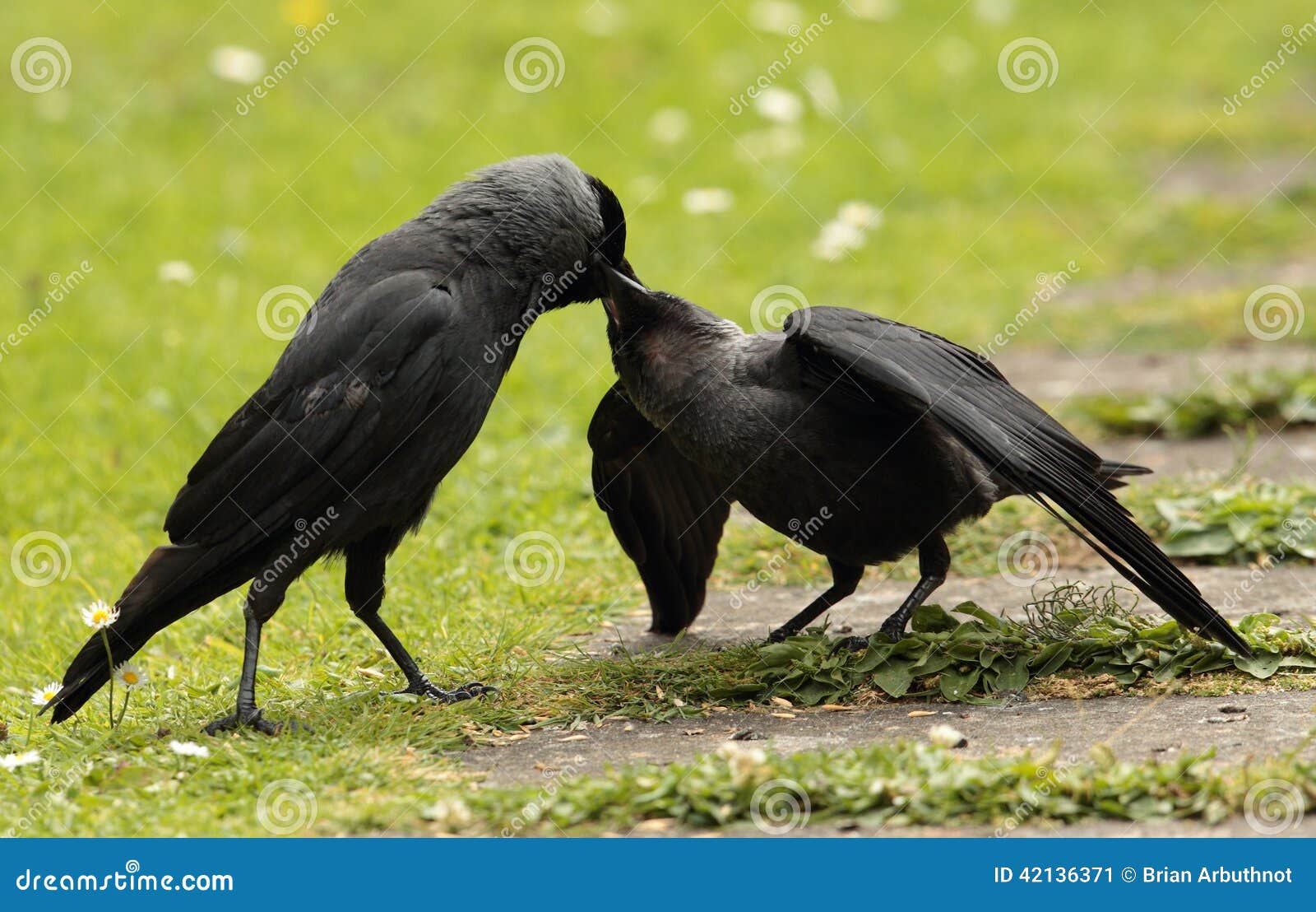 Jackdaw. stock image. Image of black, jackdaw, jackdaws - 42136371