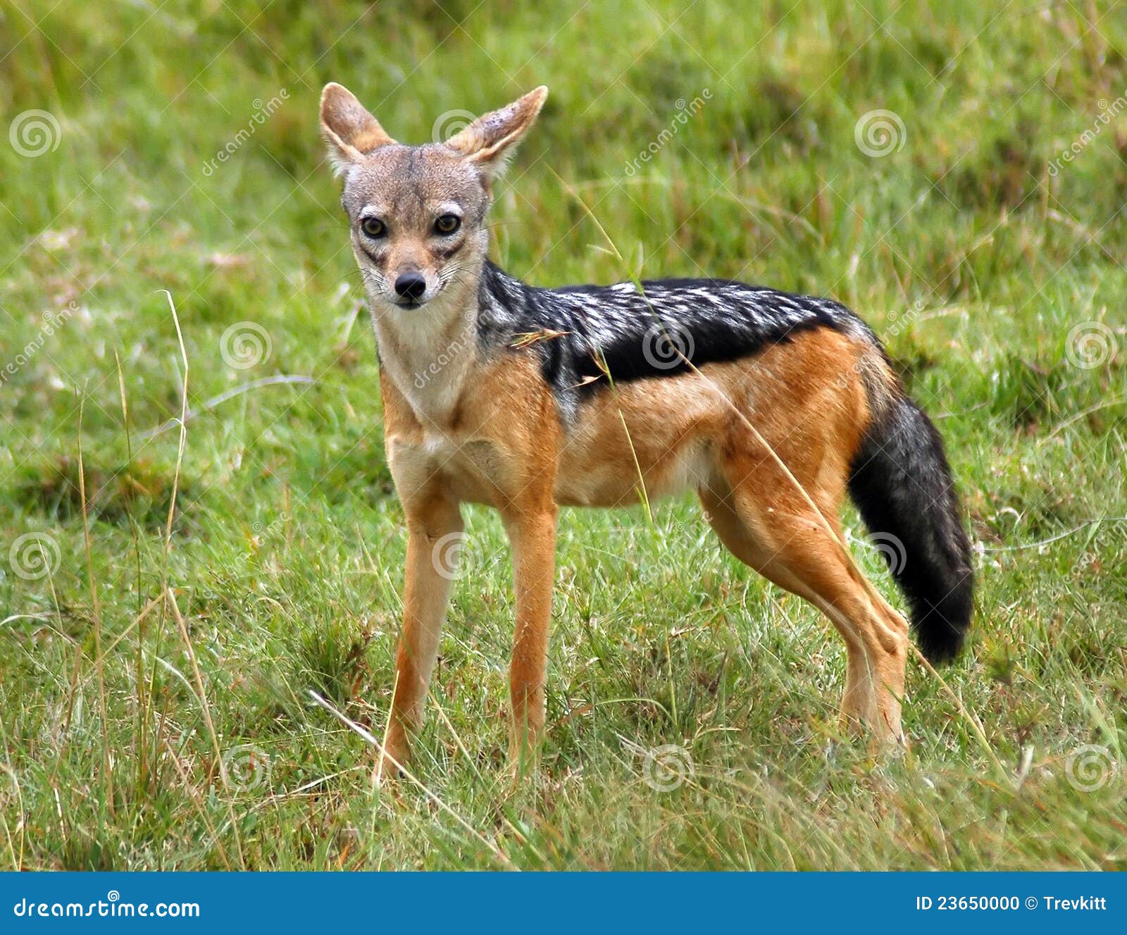 Jackel Standing on the African Plains Stock Photo - Image of wild ...