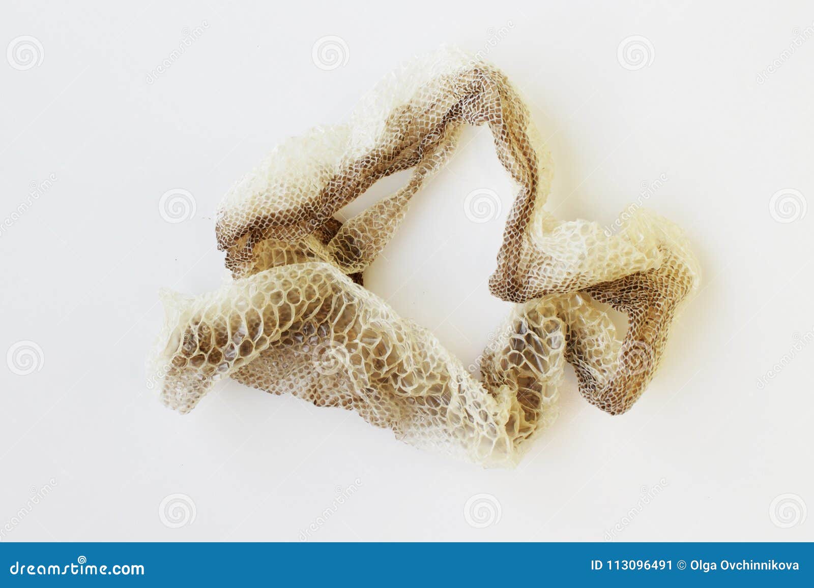 Jacket Cast-off Skin Of Snake Royal Python On A White Background. Stock ...
