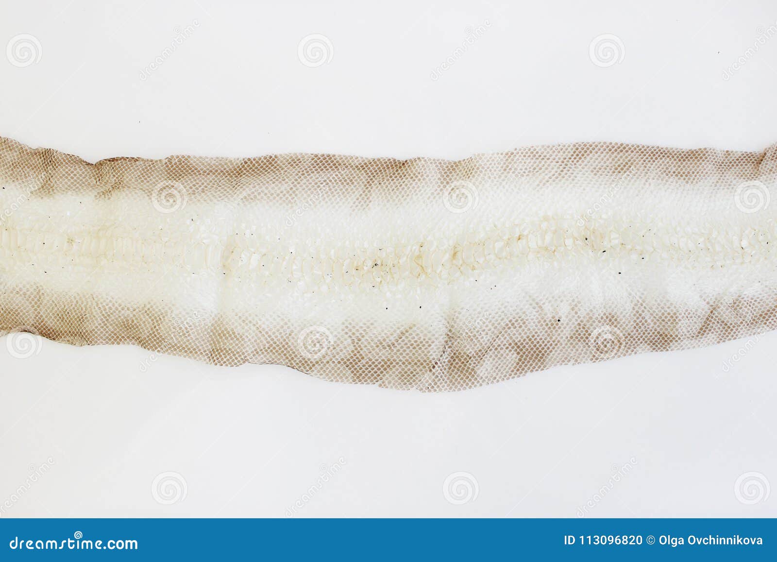 Jacket Cast-off Skin Of Snake Royal Python On A White Background. Stock ...
