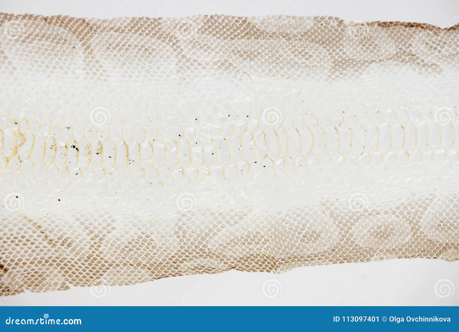 Jacket Cast-off Skin Of Snake Royal Python On A White Background. Stock ...