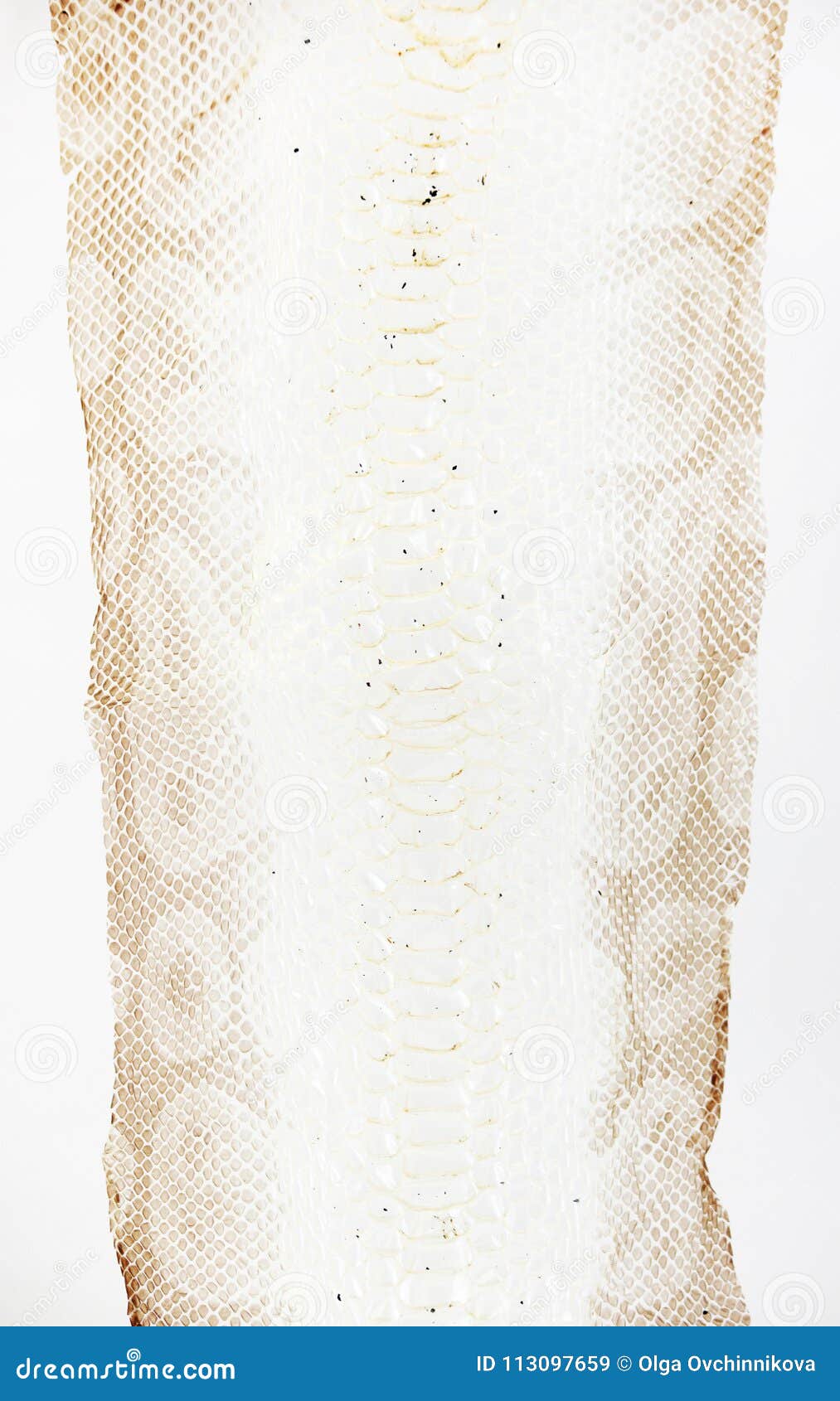 Jacket Cast-off Skin Of Snake Royal Python On A White Background. Stock ...