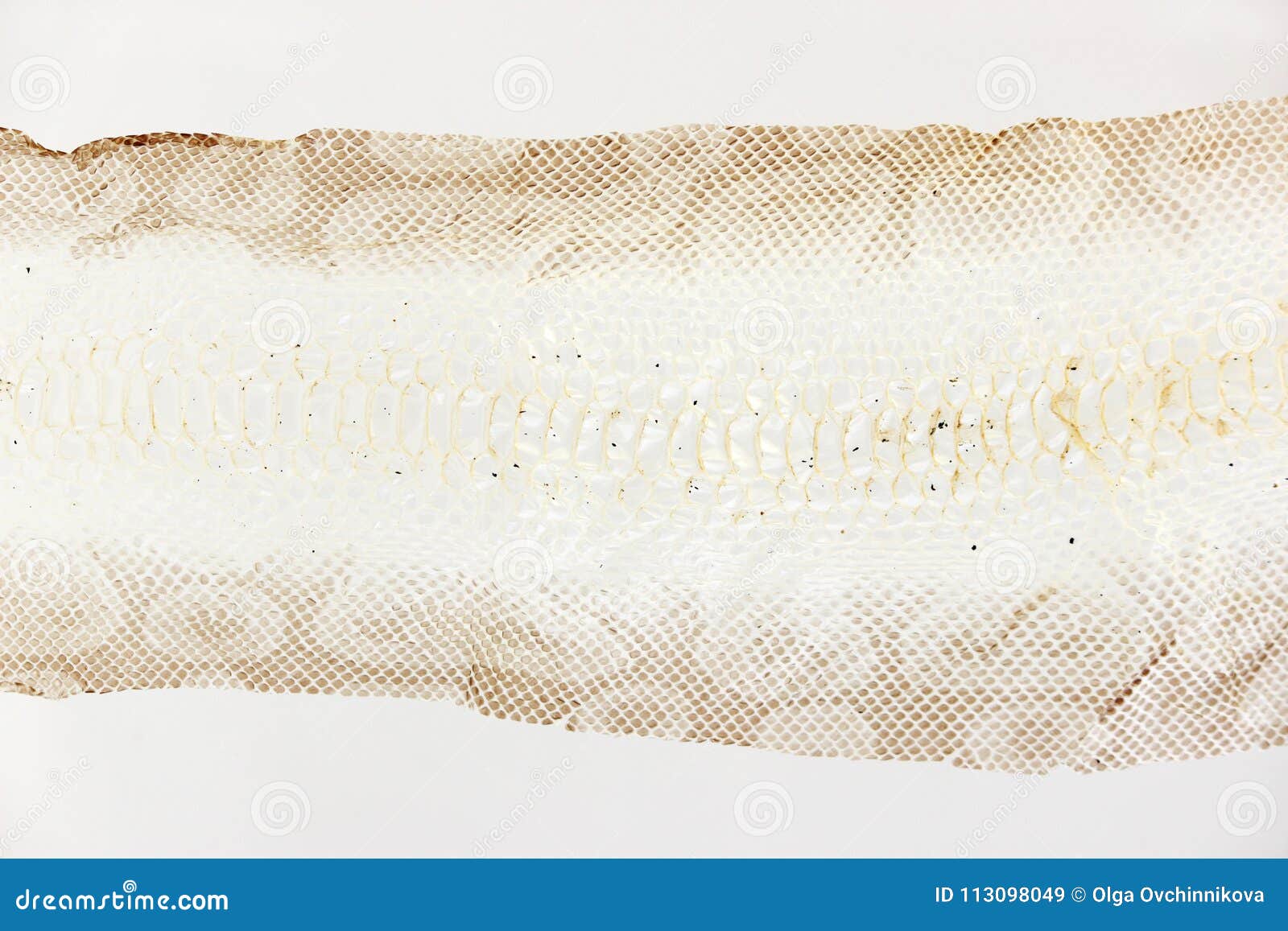 Jacket Cast-off Skin Of Snake Royal Python On A White Background. Stock ...