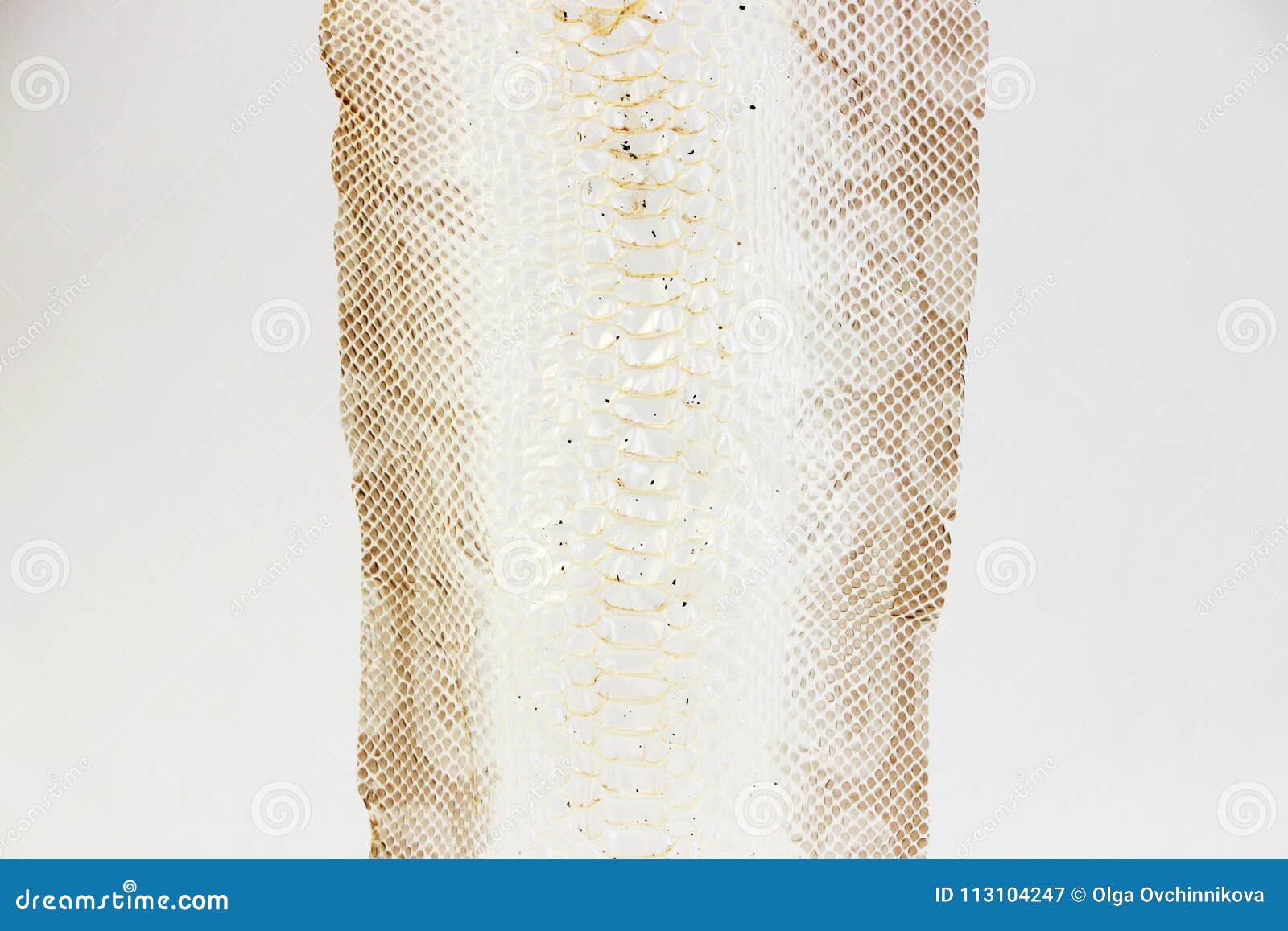 Jacket Cast-off Skin Of Snake Royal Python On A White Background. Stock ...