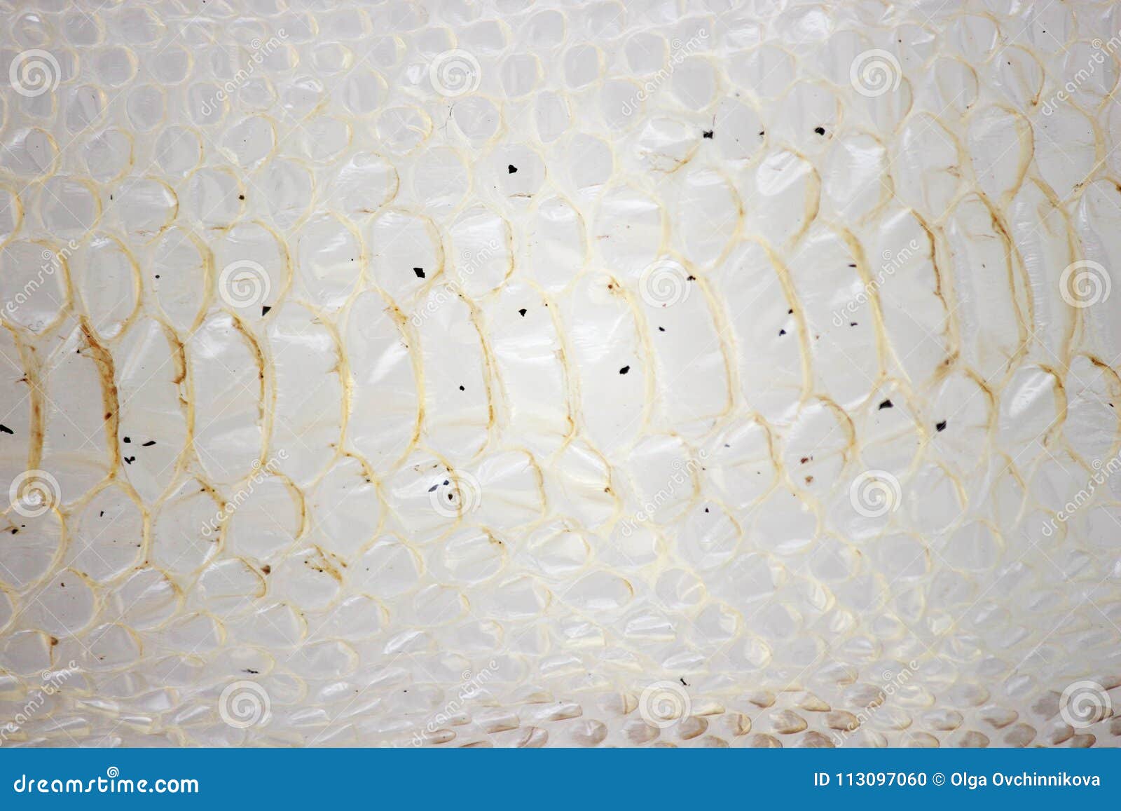 Jacket Cast-off Skin Of Snake Royal Python On A White Background. Stock ...