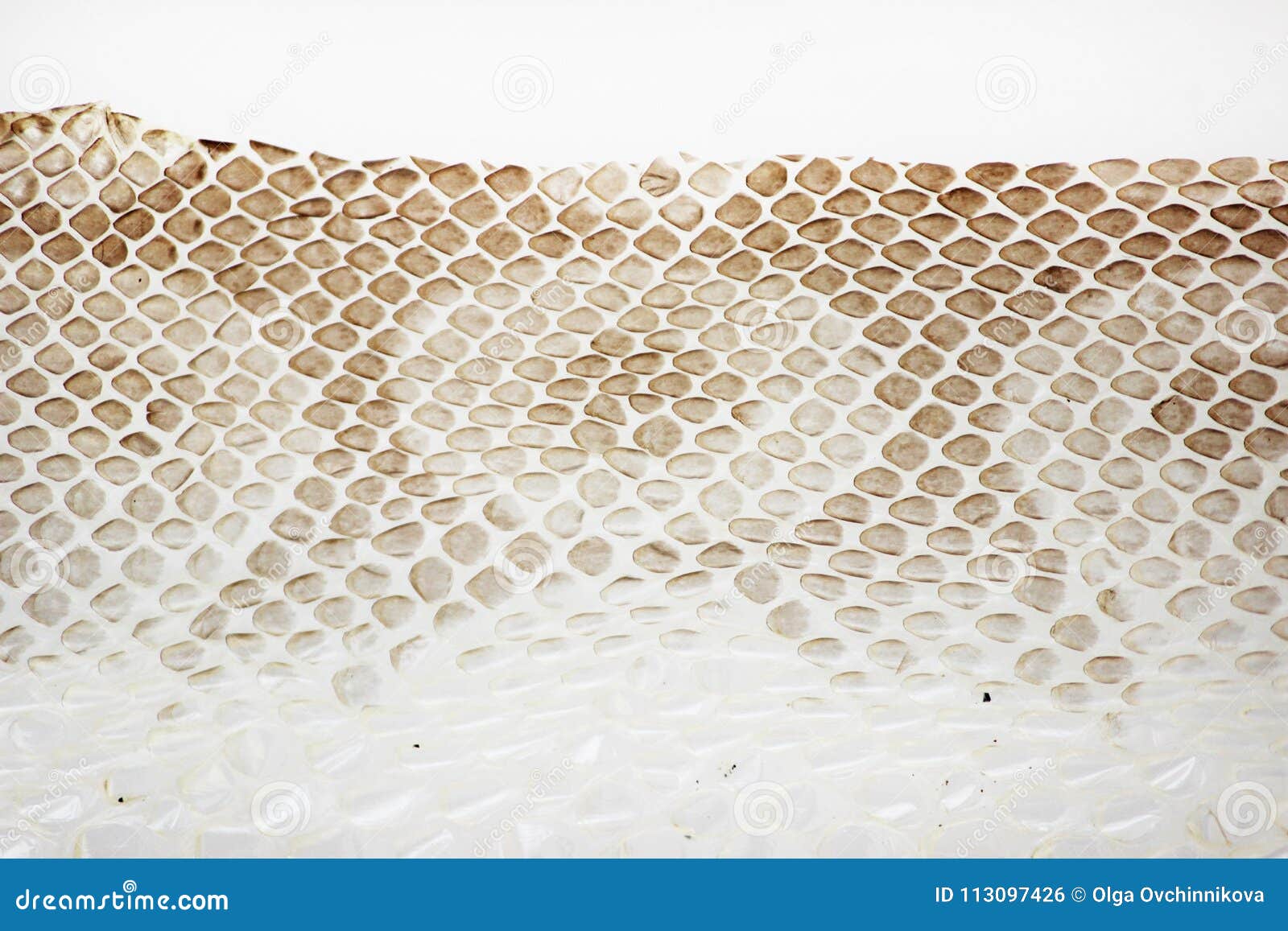 Jacket Cast-off Skin Of Snake Royal Python On A White Background. Stock ...